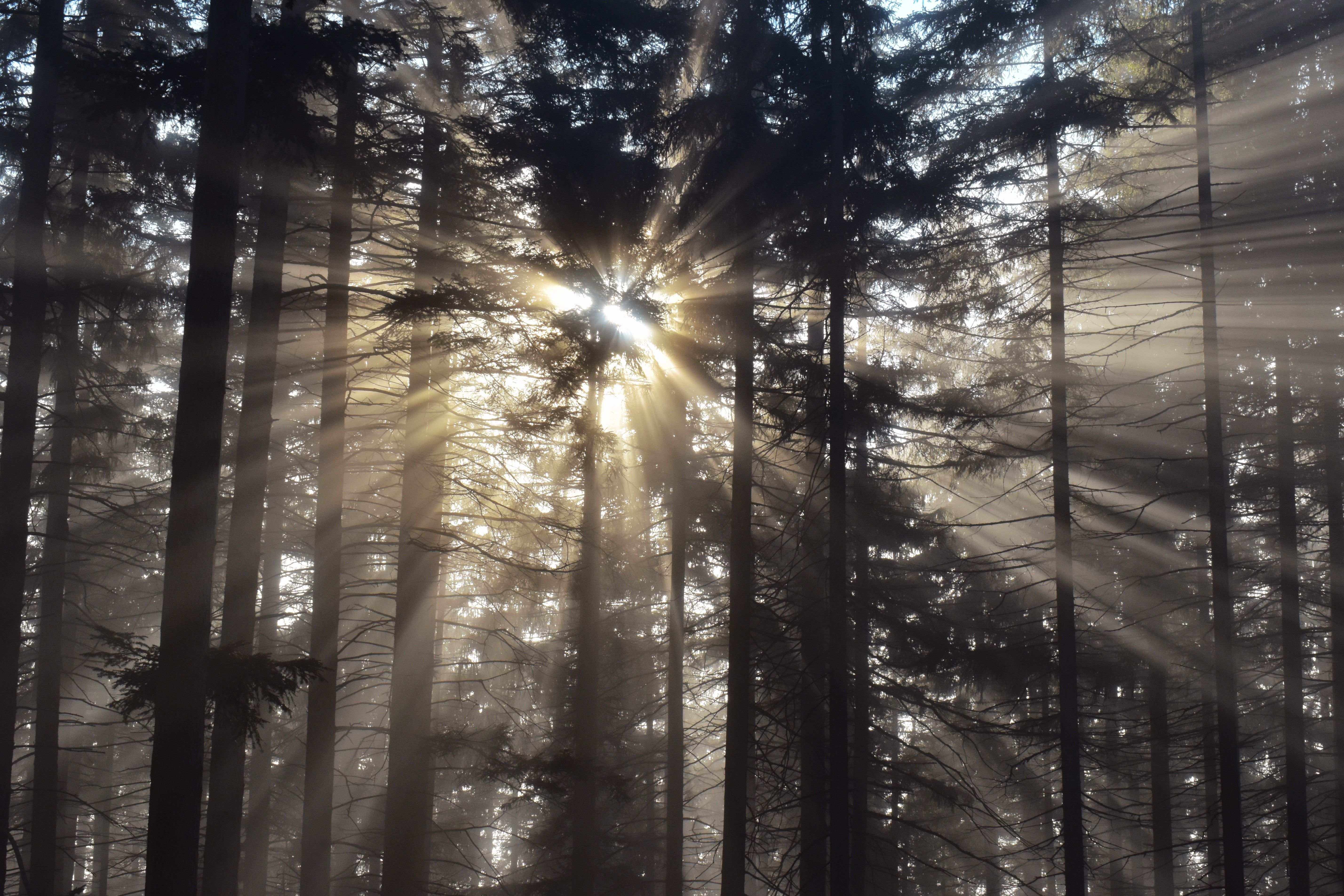 Sun Ray Forest Photos, Download The BEST Free Sun Ray Forest Stock ...