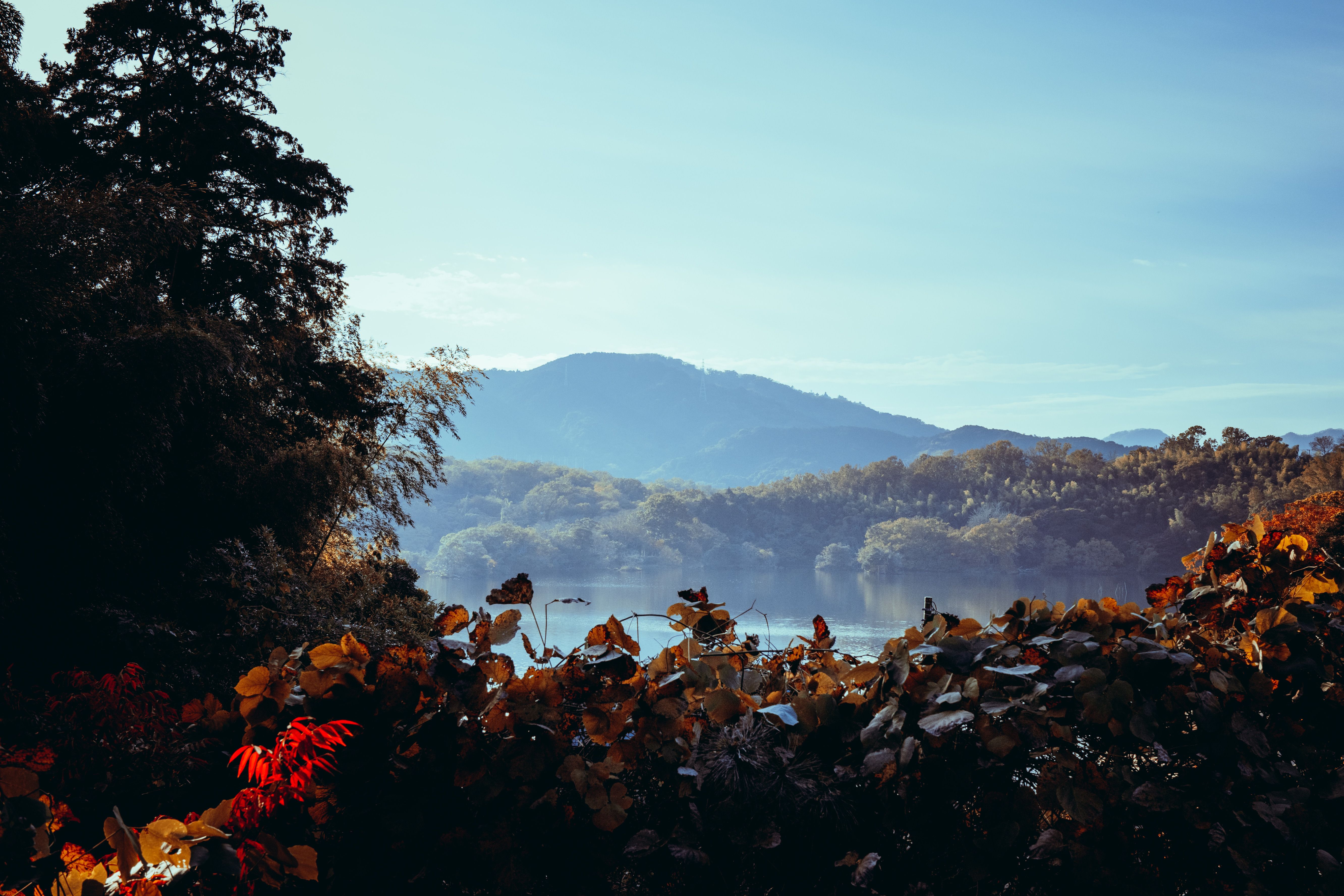 Scenic Autumn Landscape in Itō, Shizuoka · Free Stock Photo