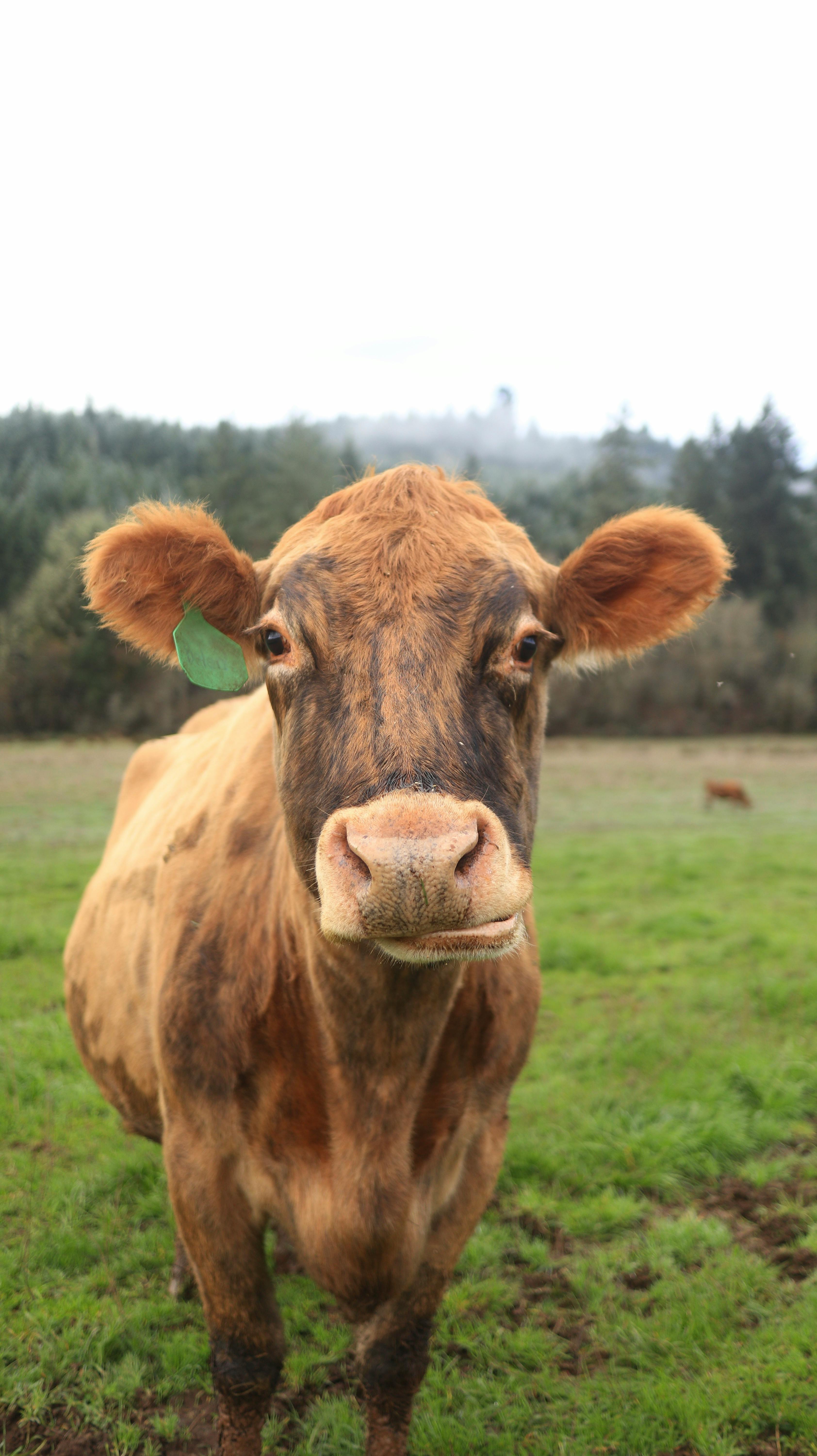 Eyny Cow Valensiya Photos, Download The BEST Free Eyny Cow Valensiya ...