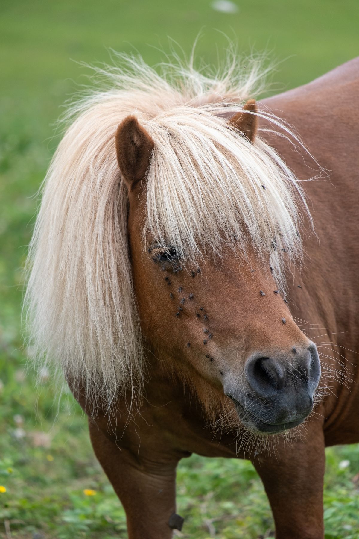 Pony Photos, Download The BEST Free Pony Stock Photos & HD Images