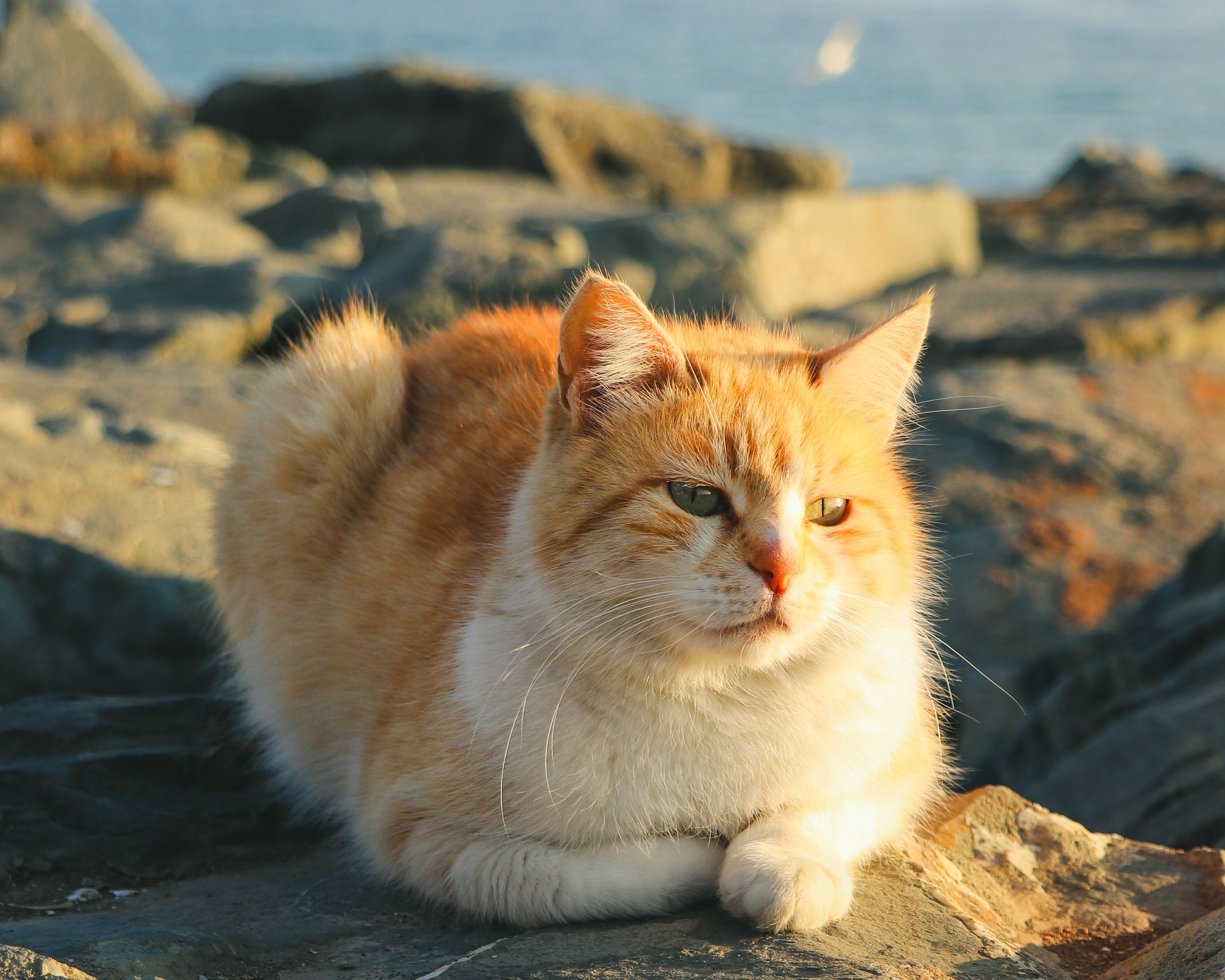 Serene Orange Tabby Cat on Coastal Rocks · Free Stock Photo