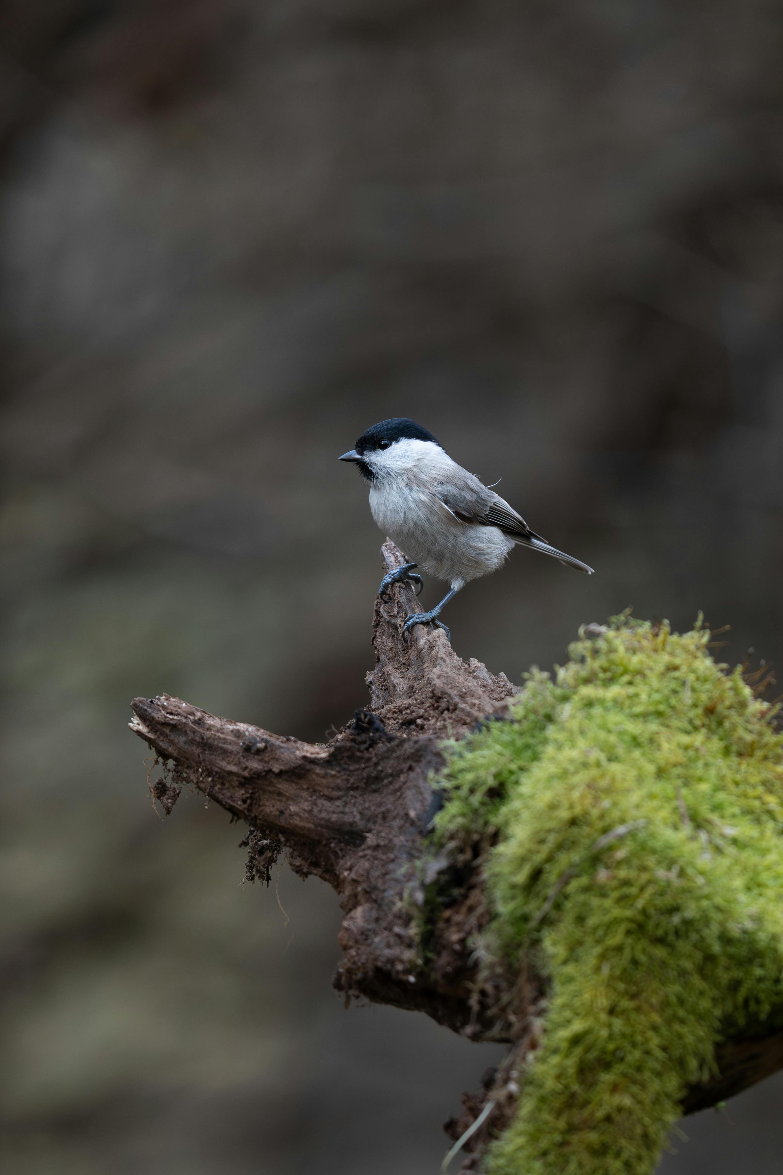 Titanic+Tits+#1+ Photos, Download The BEST Free Titanic+Tits+#1+ Stock ...