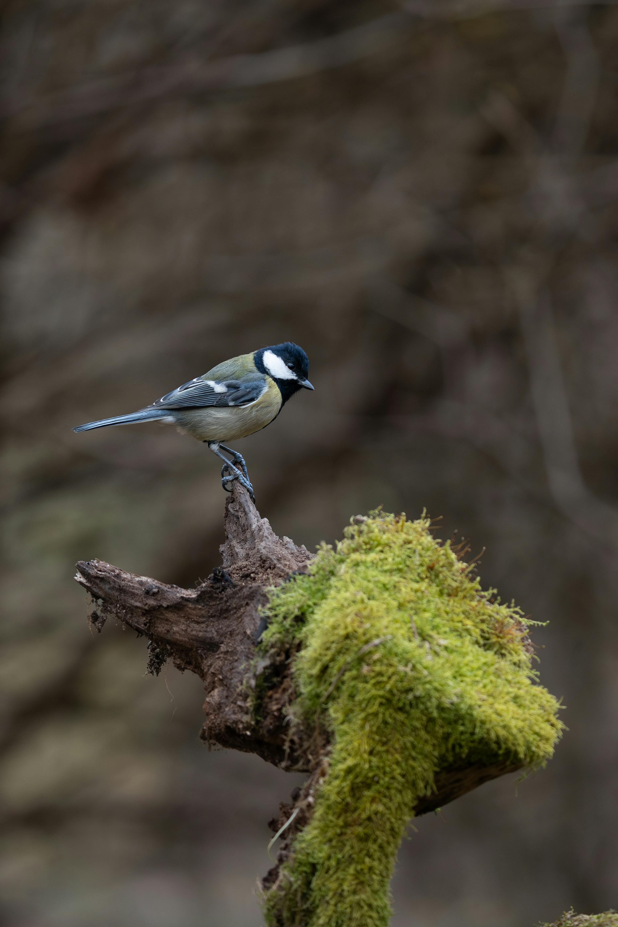 Titanic+Tits+#1+ Photos, Download The BEST Free Titanic+Tits+#1+ Stock ...