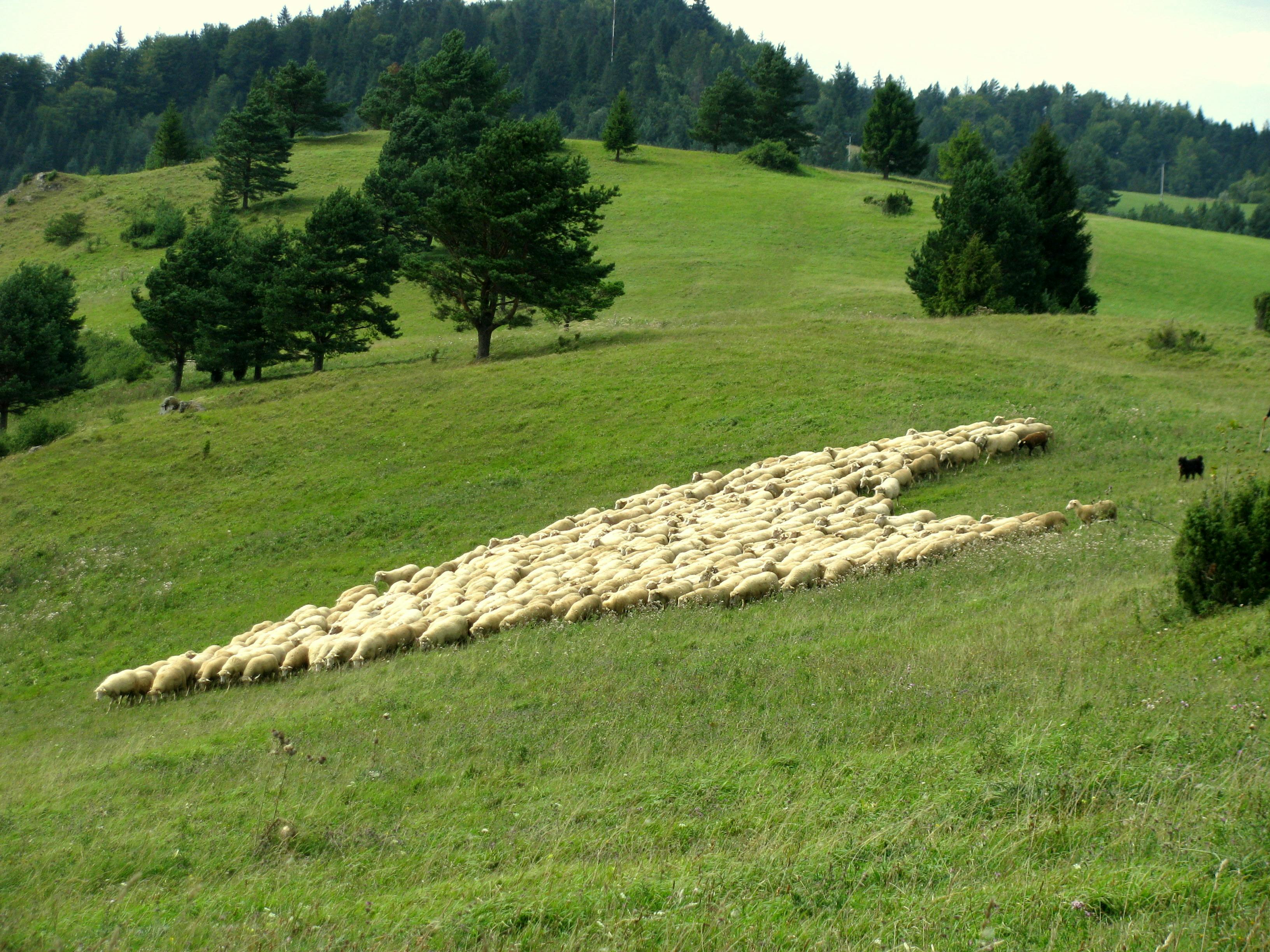 Flock of Sheep Grazing on a Green Hillside · Free Stock Photo