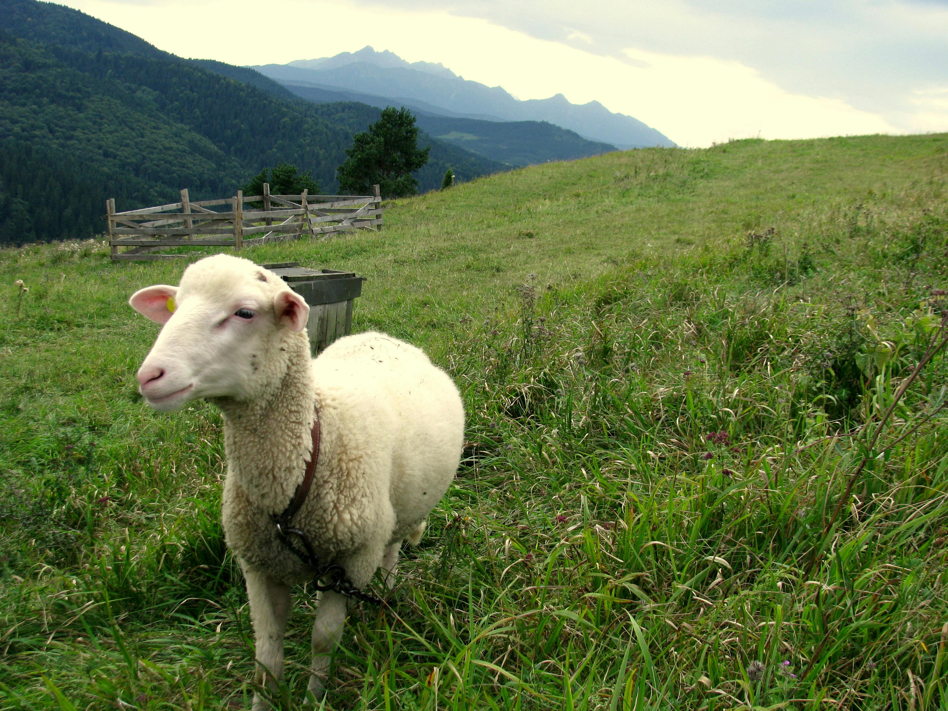 Pictures Of Sheep Photos, Download The BEST Free Pictures Of Sheep ...