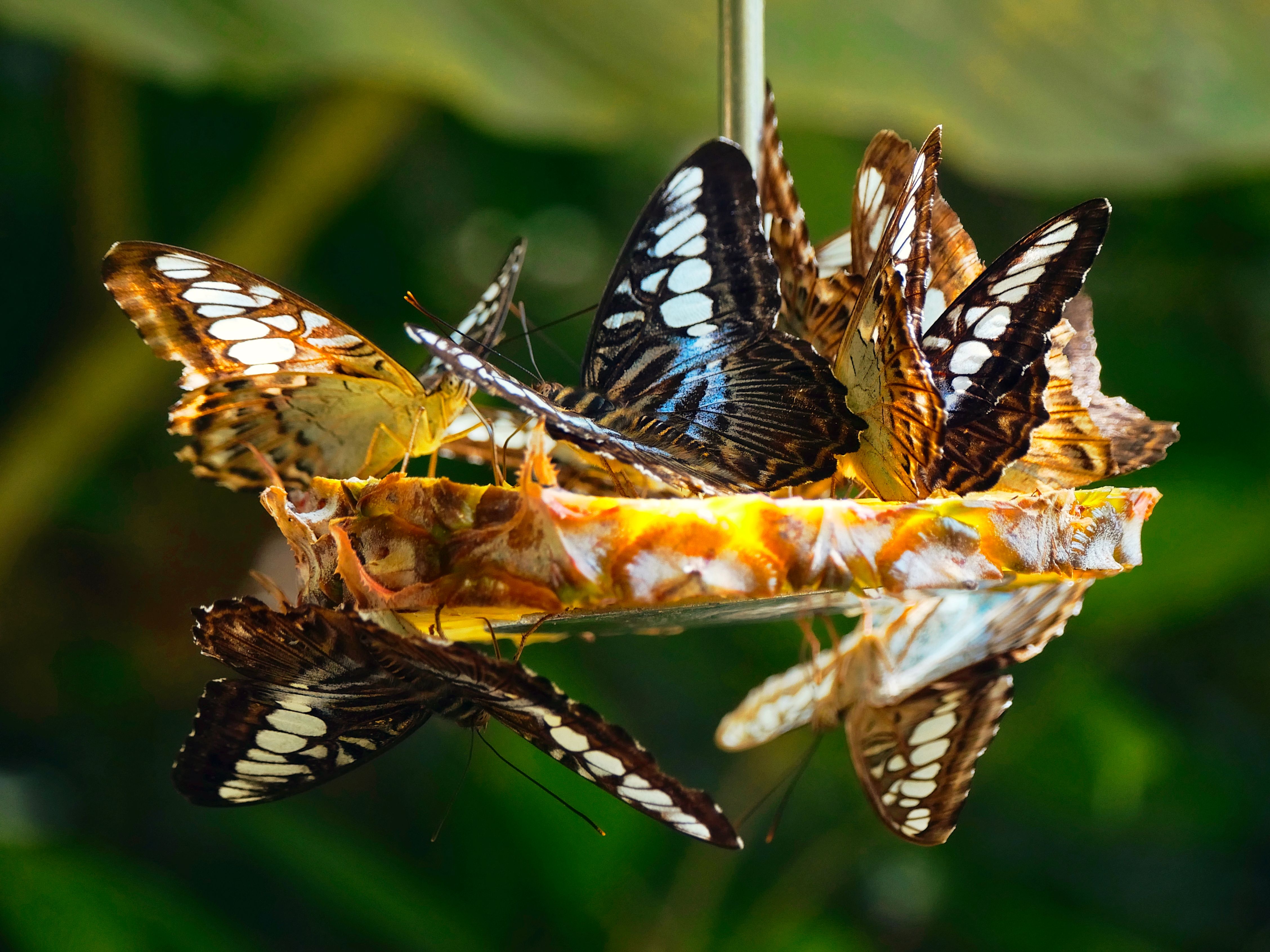 Chasing Butterflies Photos, Download The BEST Free Chasing Butterflies ...