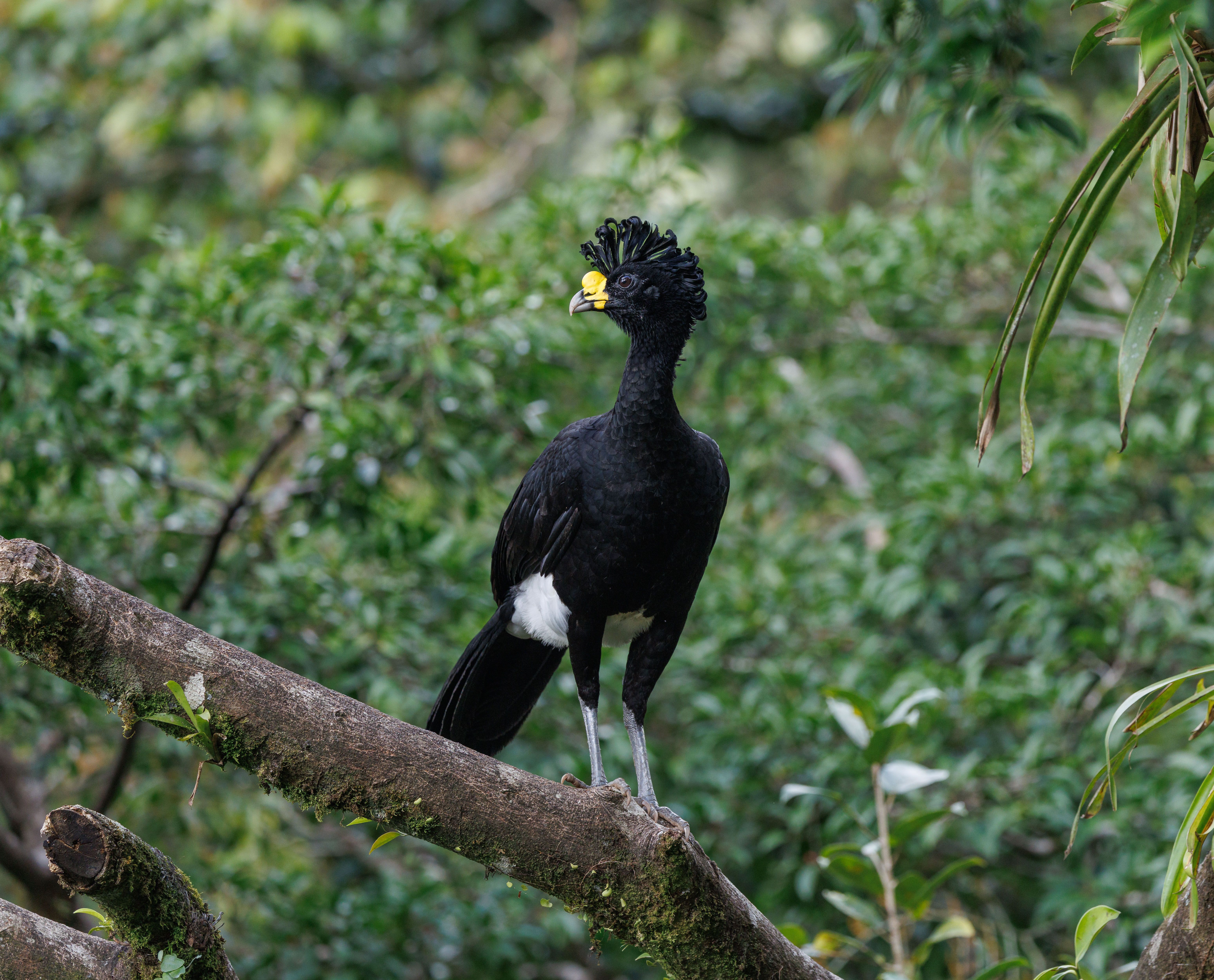 Dodo Bird Photos, Download The BEST Free Dodo Bird Stock Photos & HD Images