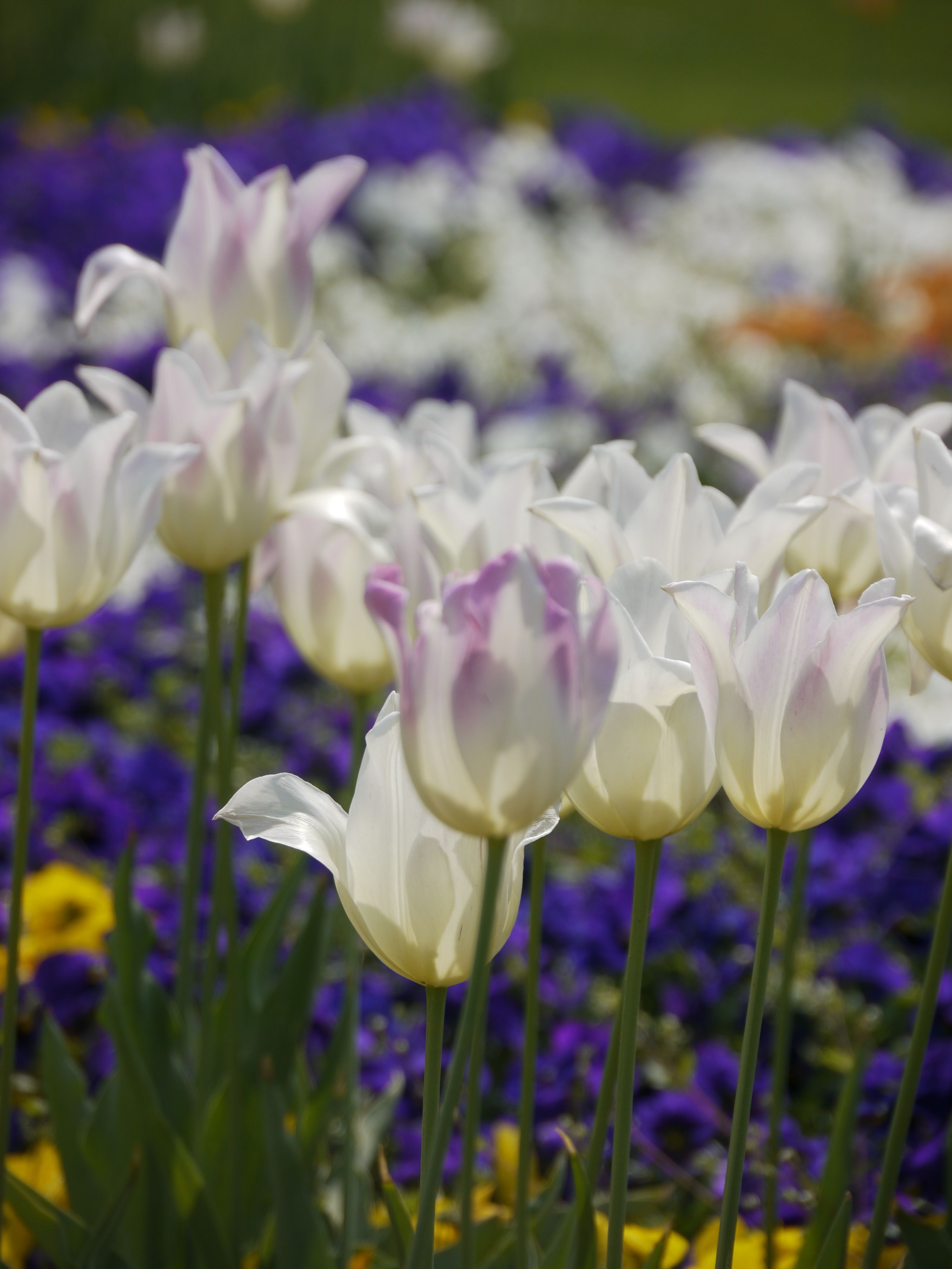 Tulip Flowwer Photos, Download The BEST Free Tulip Flowwer Stock Photos ...