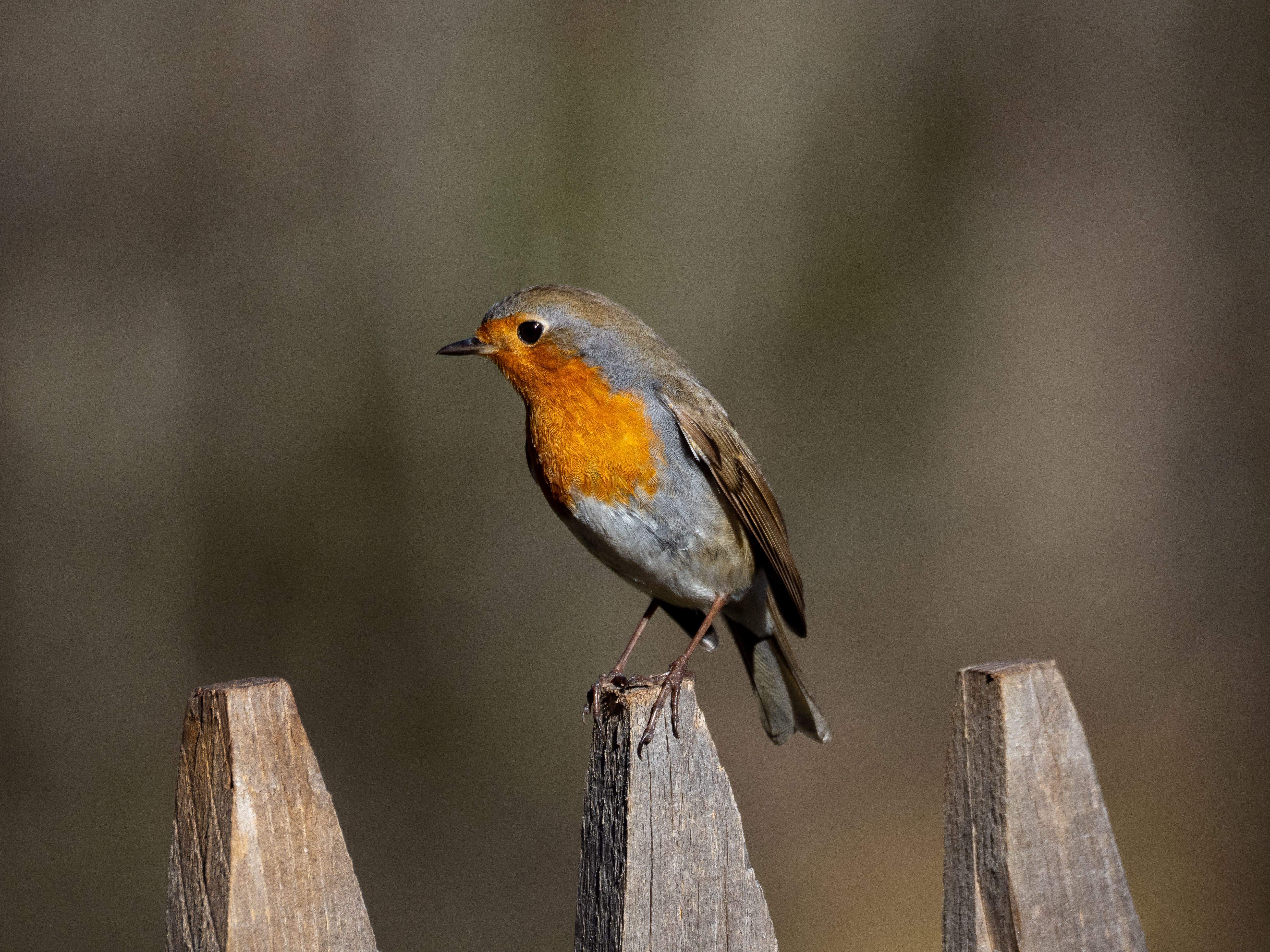 Robin Catching Worm · Free Stock Photo