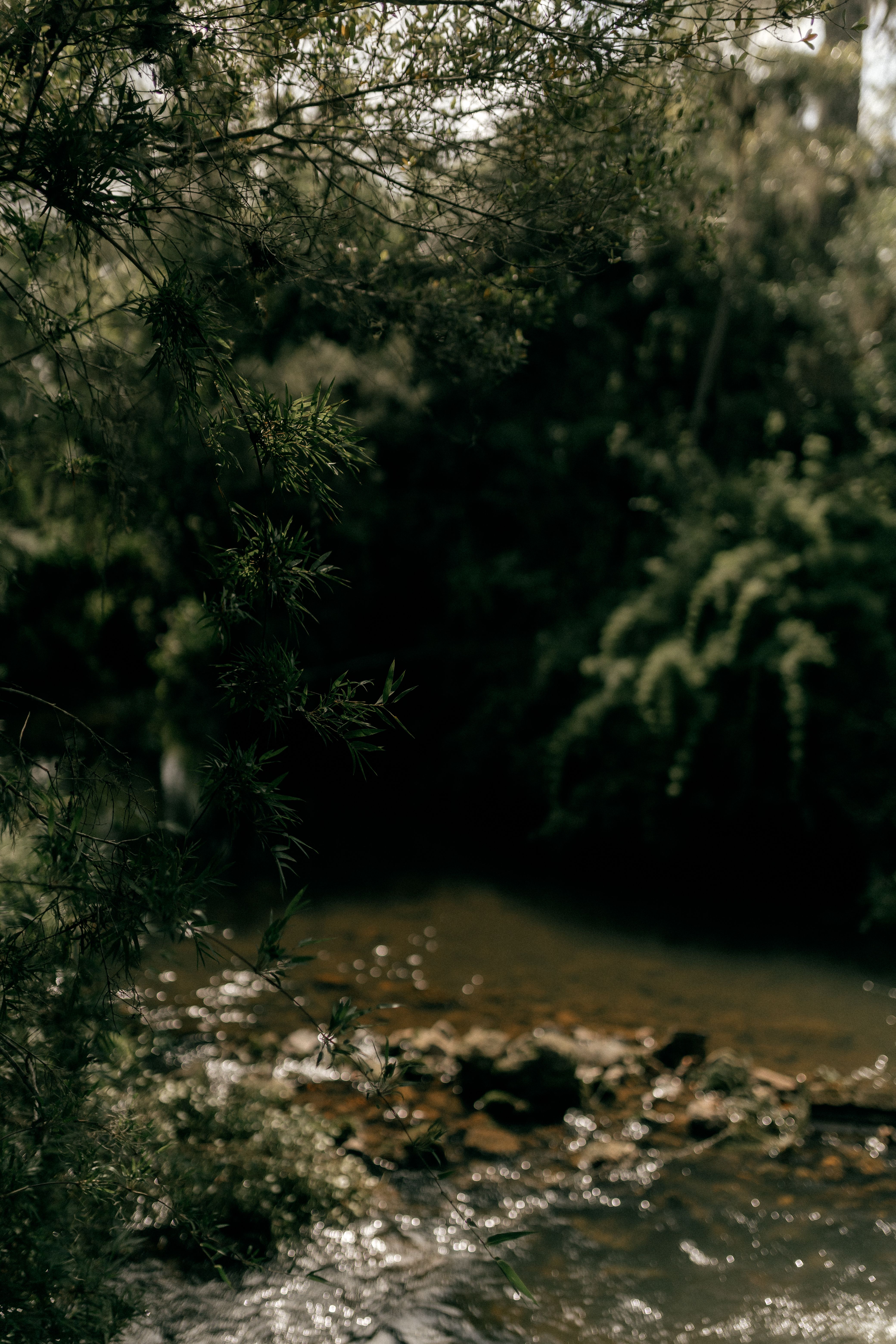 Serene Forest Stream in Dappled Light · Free Stock Photo