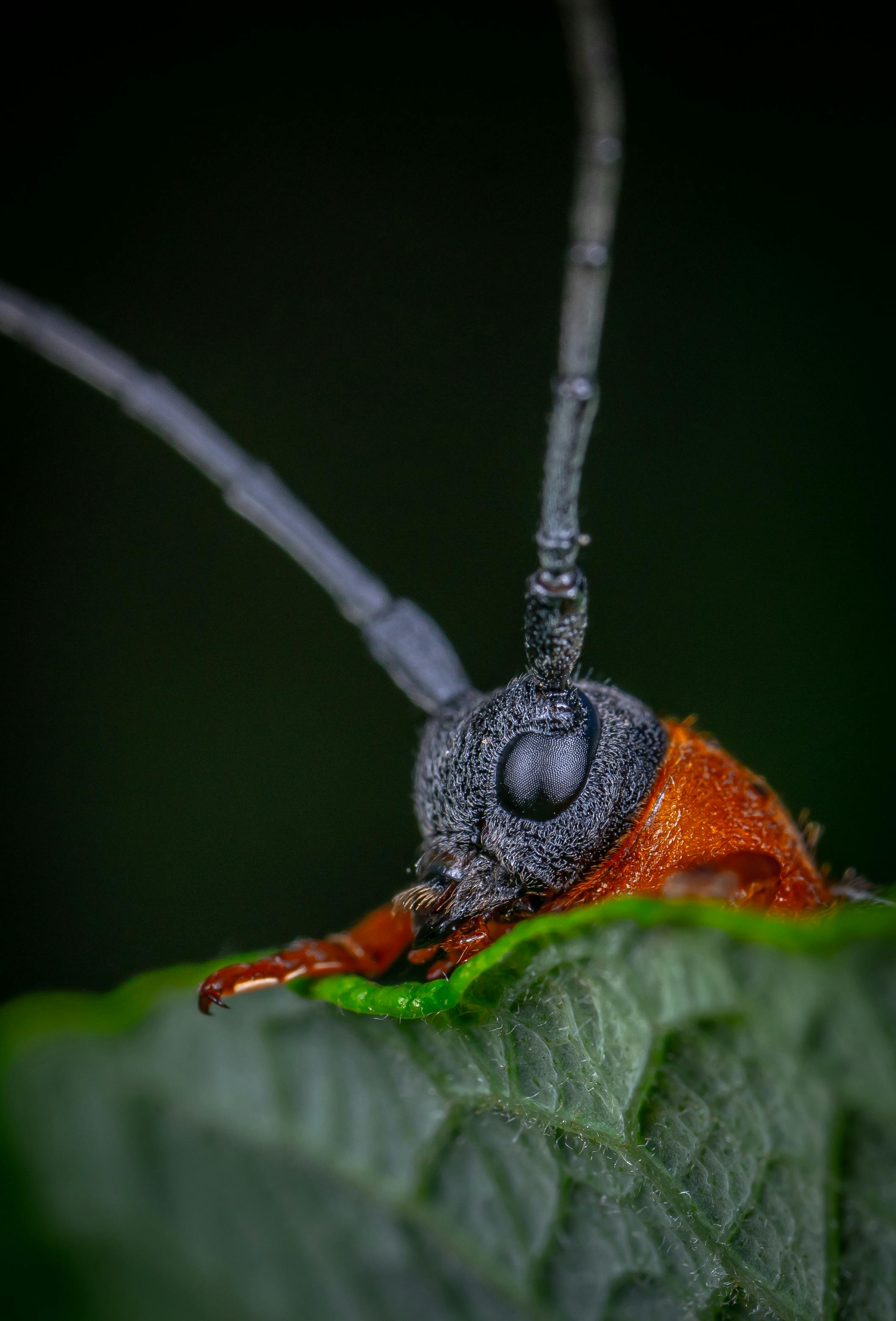 Close-Up Photo of an Insect · Free Stock Photo