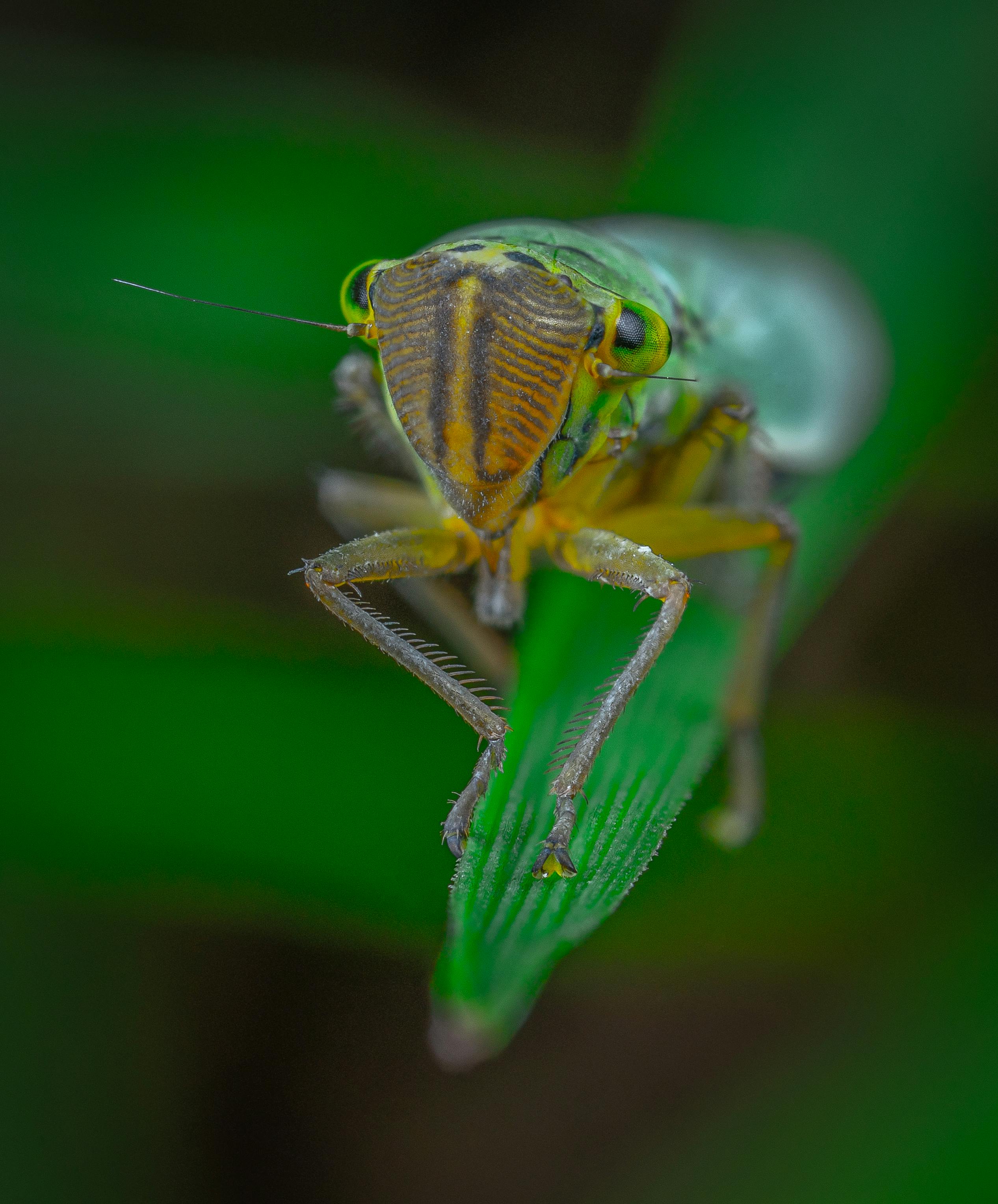 Close-Up Photo of Green Grasshopper · Free Stock Photo