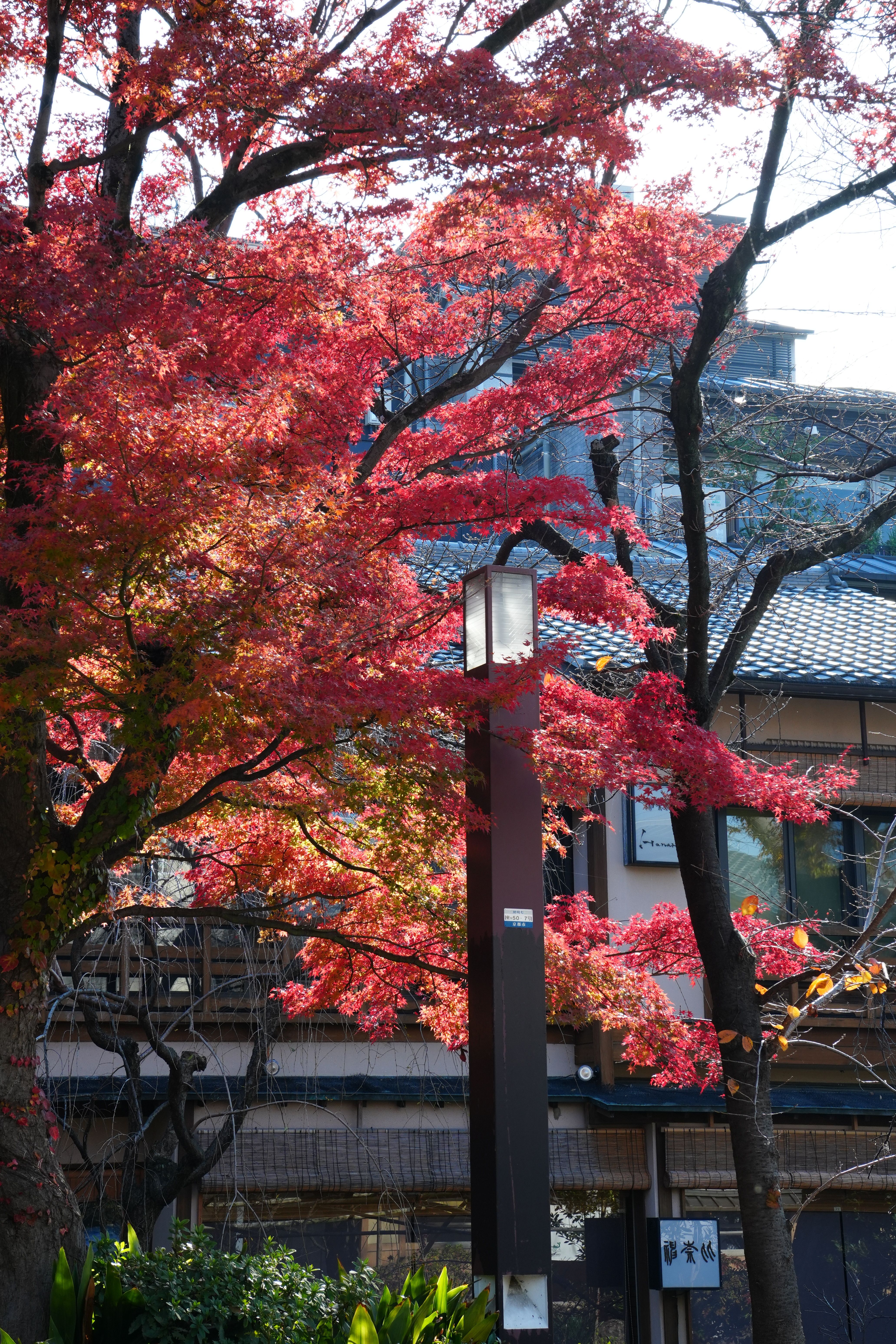 Japanese Trees Photos, Download The BEST Free Japanese Trees Stock ...
