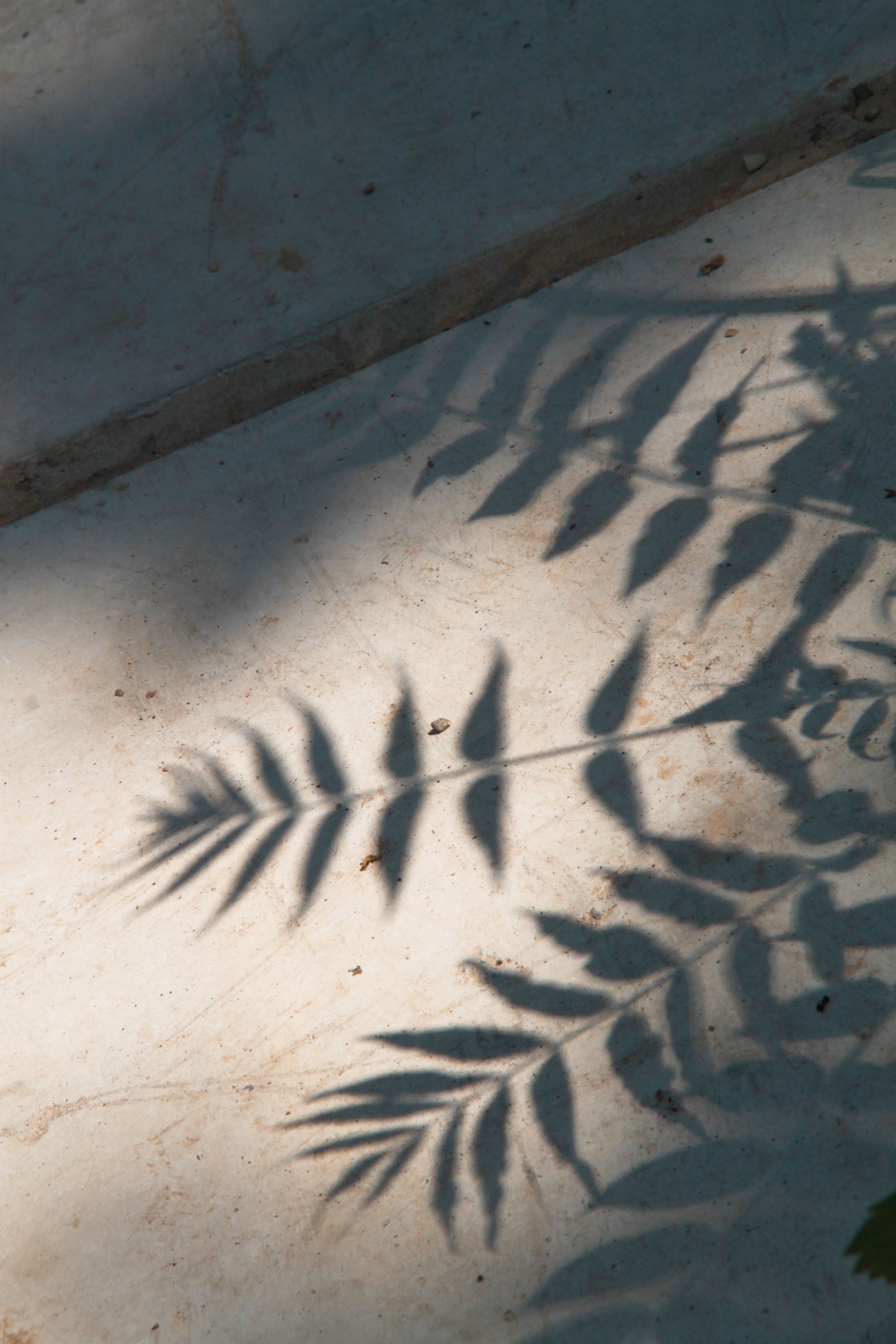 Natural Leaf Shadows on Concrete Surface · Free Stock Photo