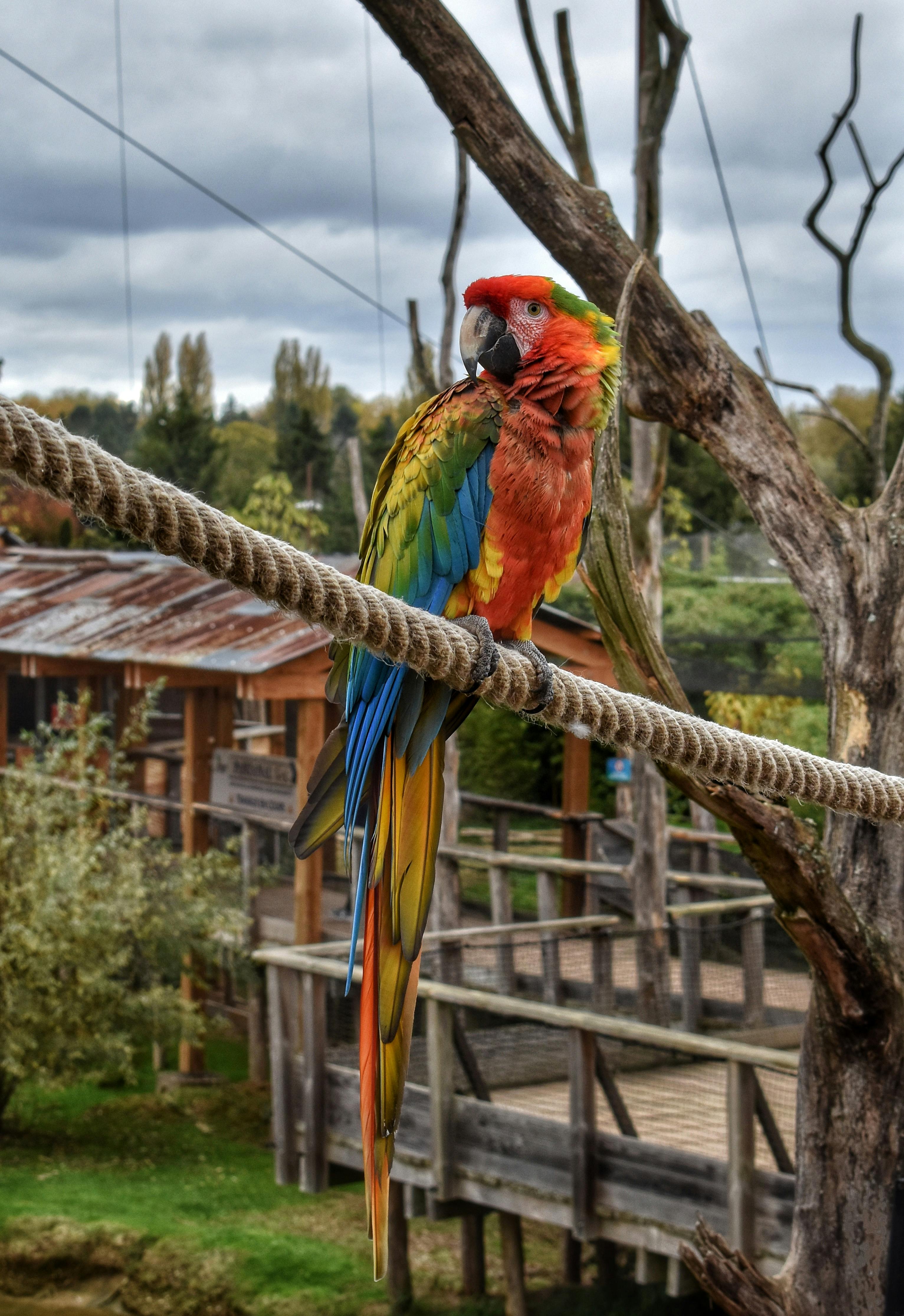 Parrot Images Photos, Download The BEST Free Parrot Images Stock Photos ...