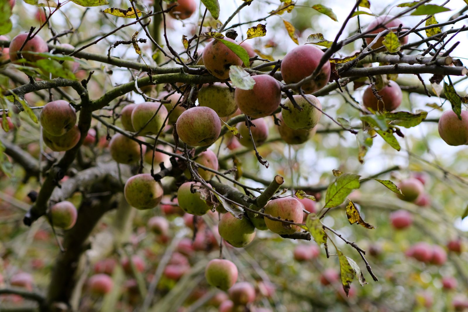 Apple Fruit Photos, Download The BEST Free Apple Fruit Stock Photos ...