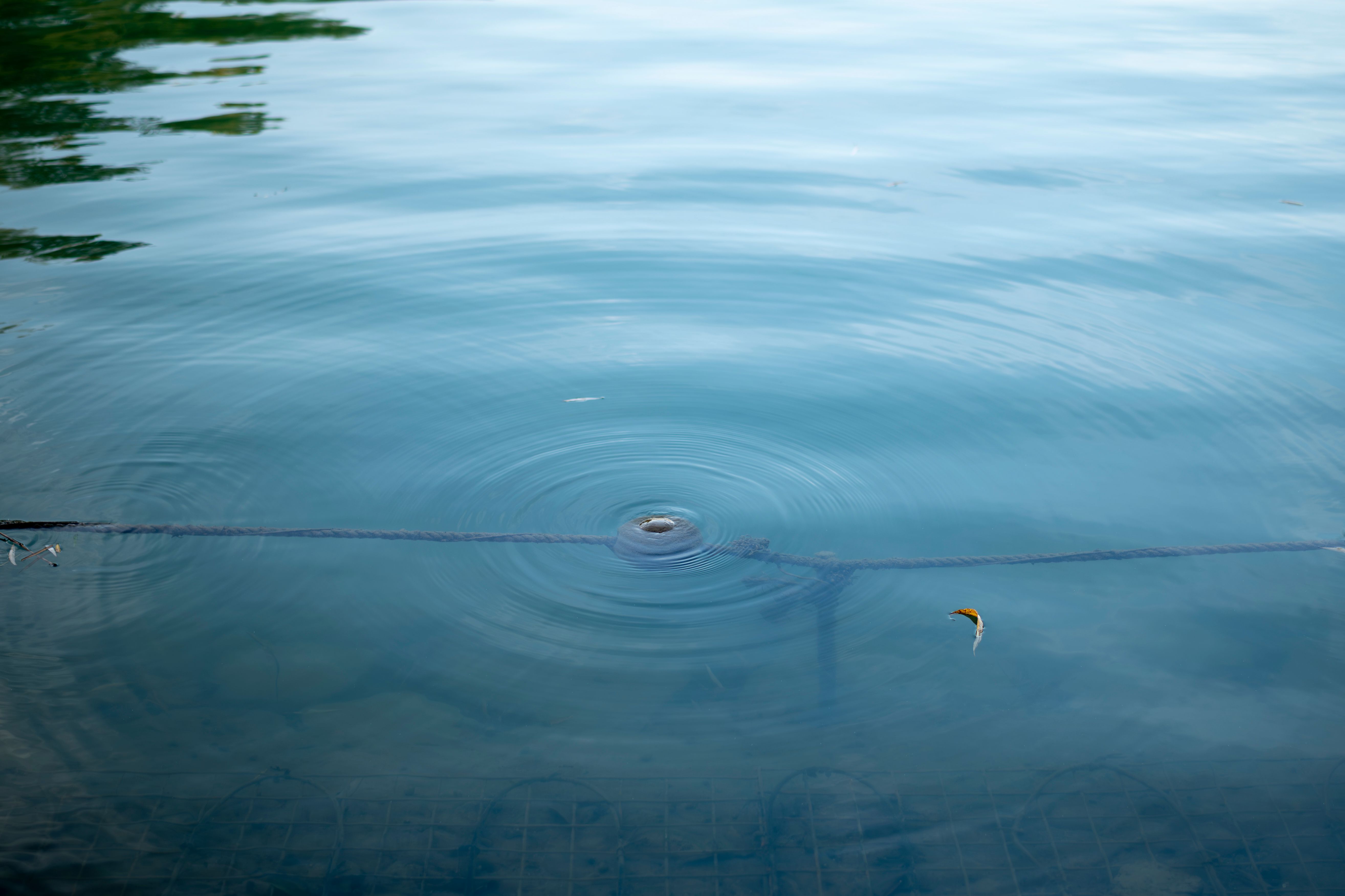 Calm Water Surface with Ripple Effect · Free Stock Photo