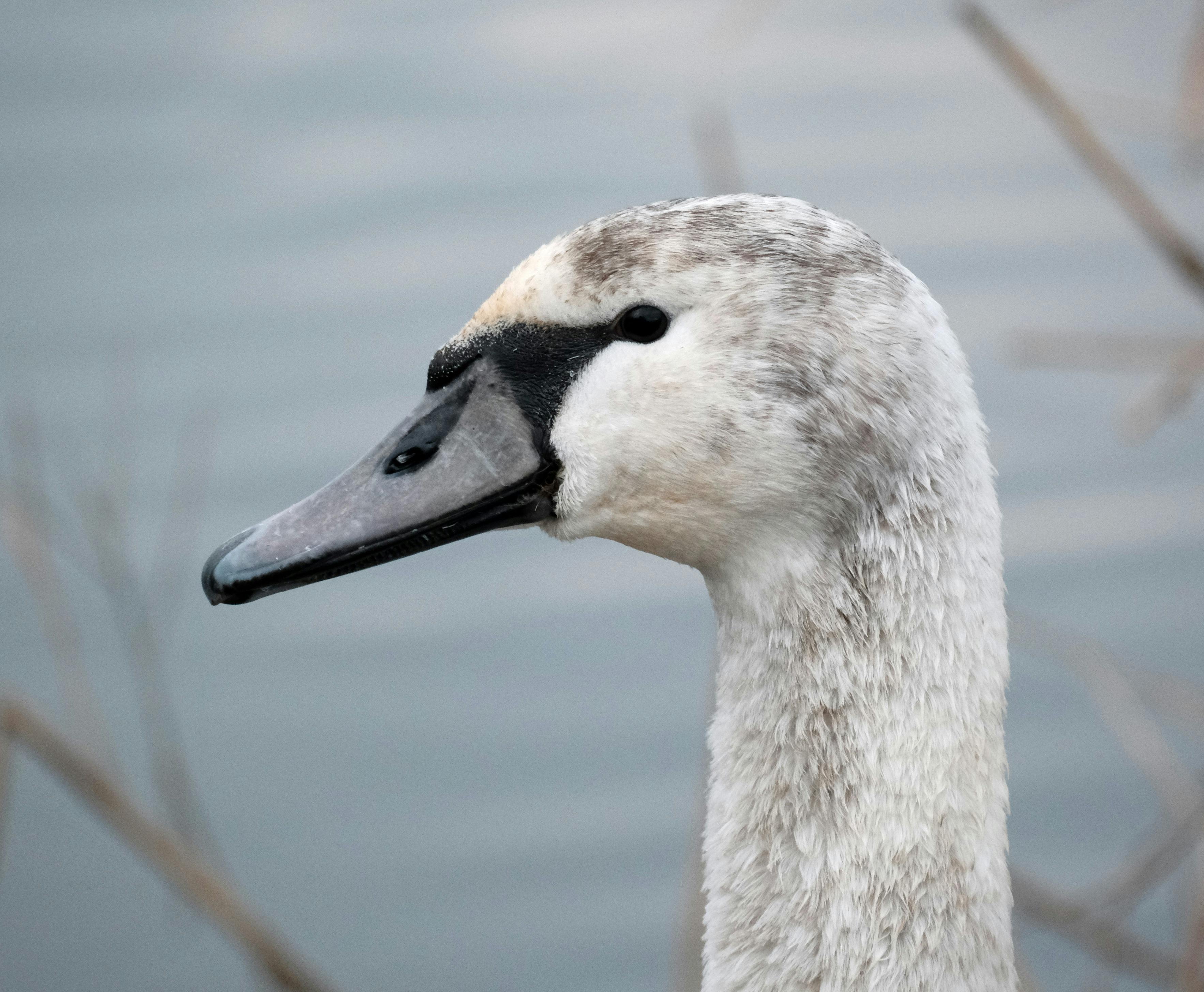 Counter Strike Profile Photo Photos, Download The BEST Free Counter ...