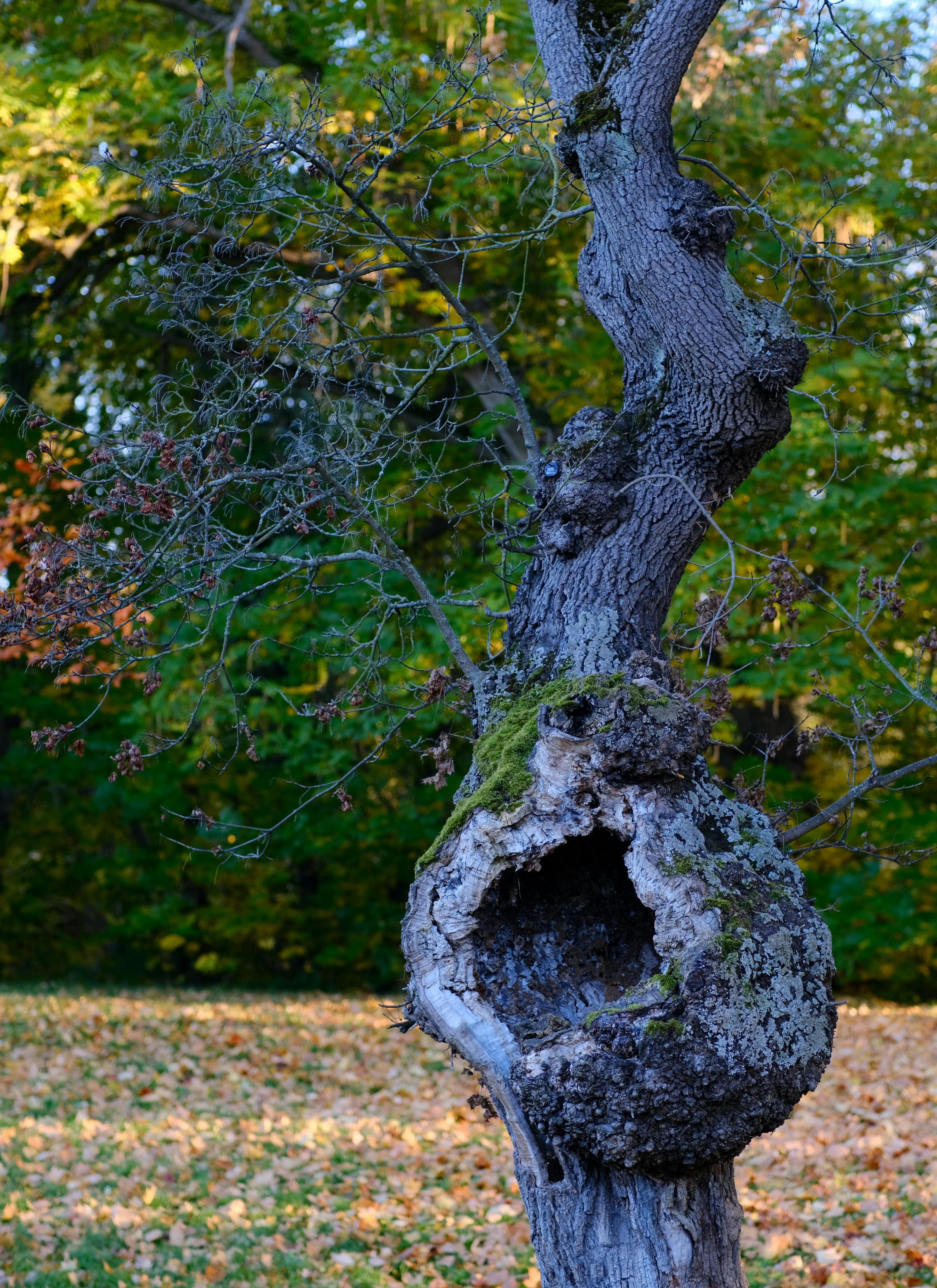 Old Tree Photos, Download The BEST Free Old Tree Stock Photos & HD Images