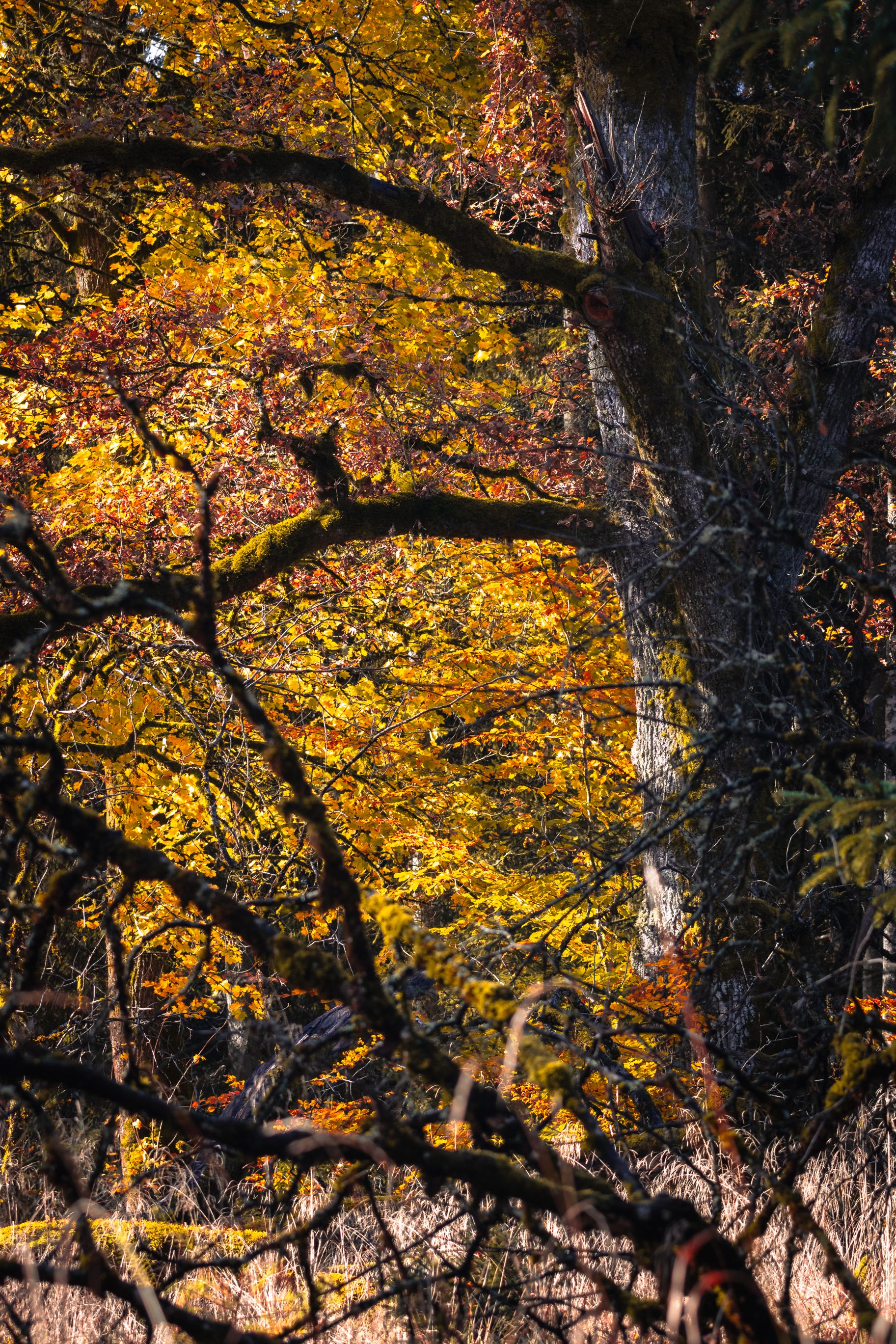 Vibrant Autumn Foliage in a Mystical Forest Scene · Free Stock Photo