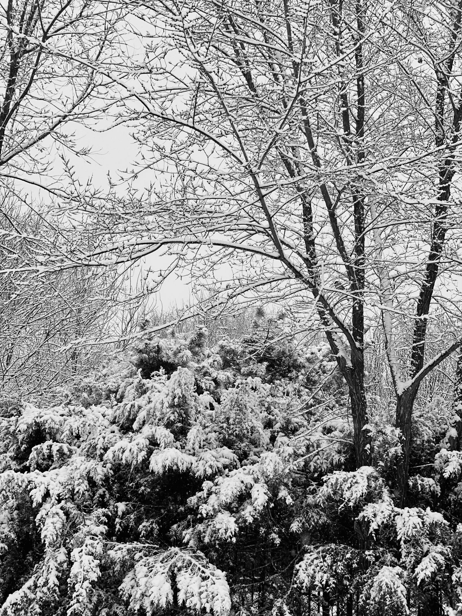 Winter Black And White Photos, Download The BEST Free Winter Black And ...