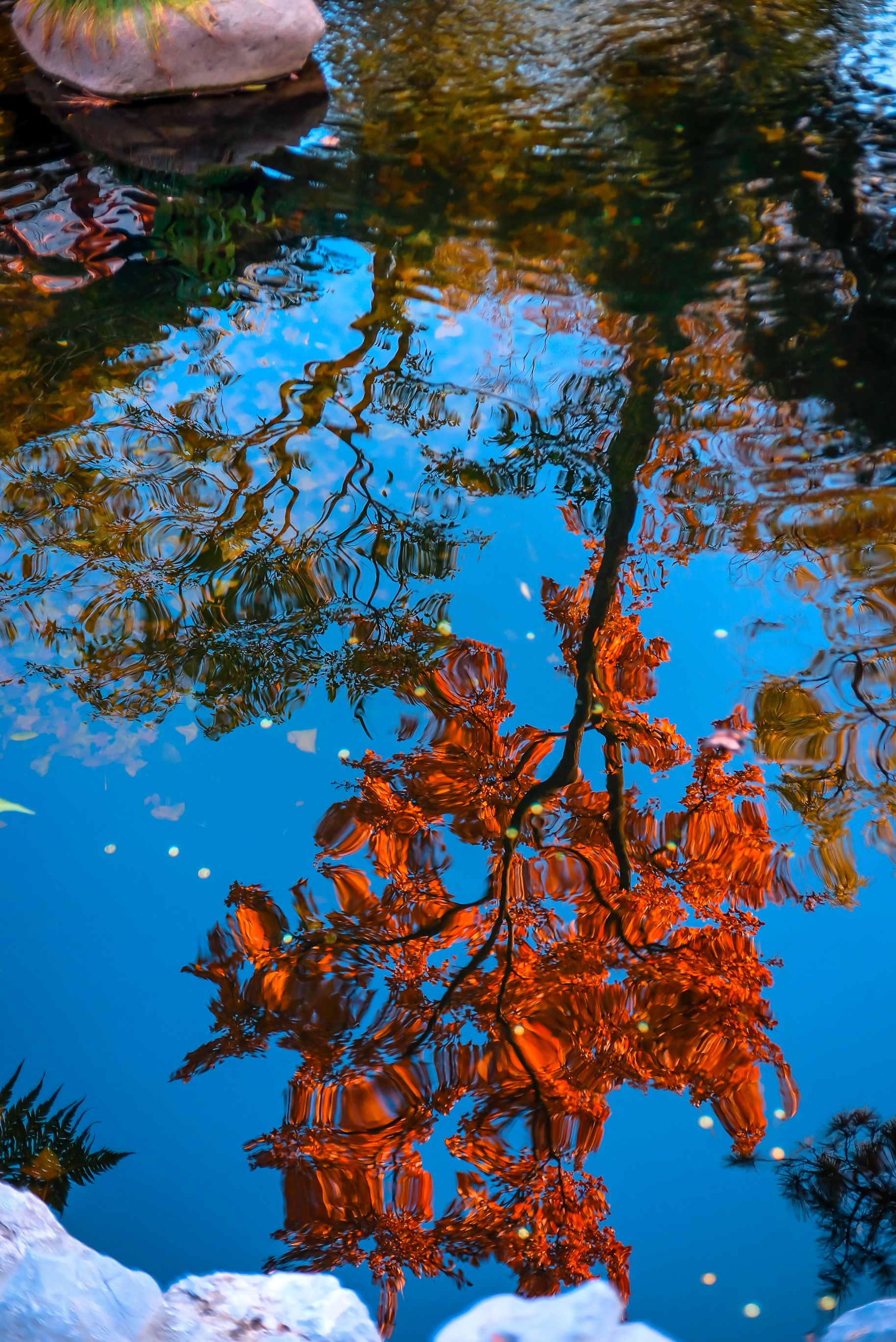 Videos Pond Photos, Download The BEST Free Videos Pond Stock Photos ...