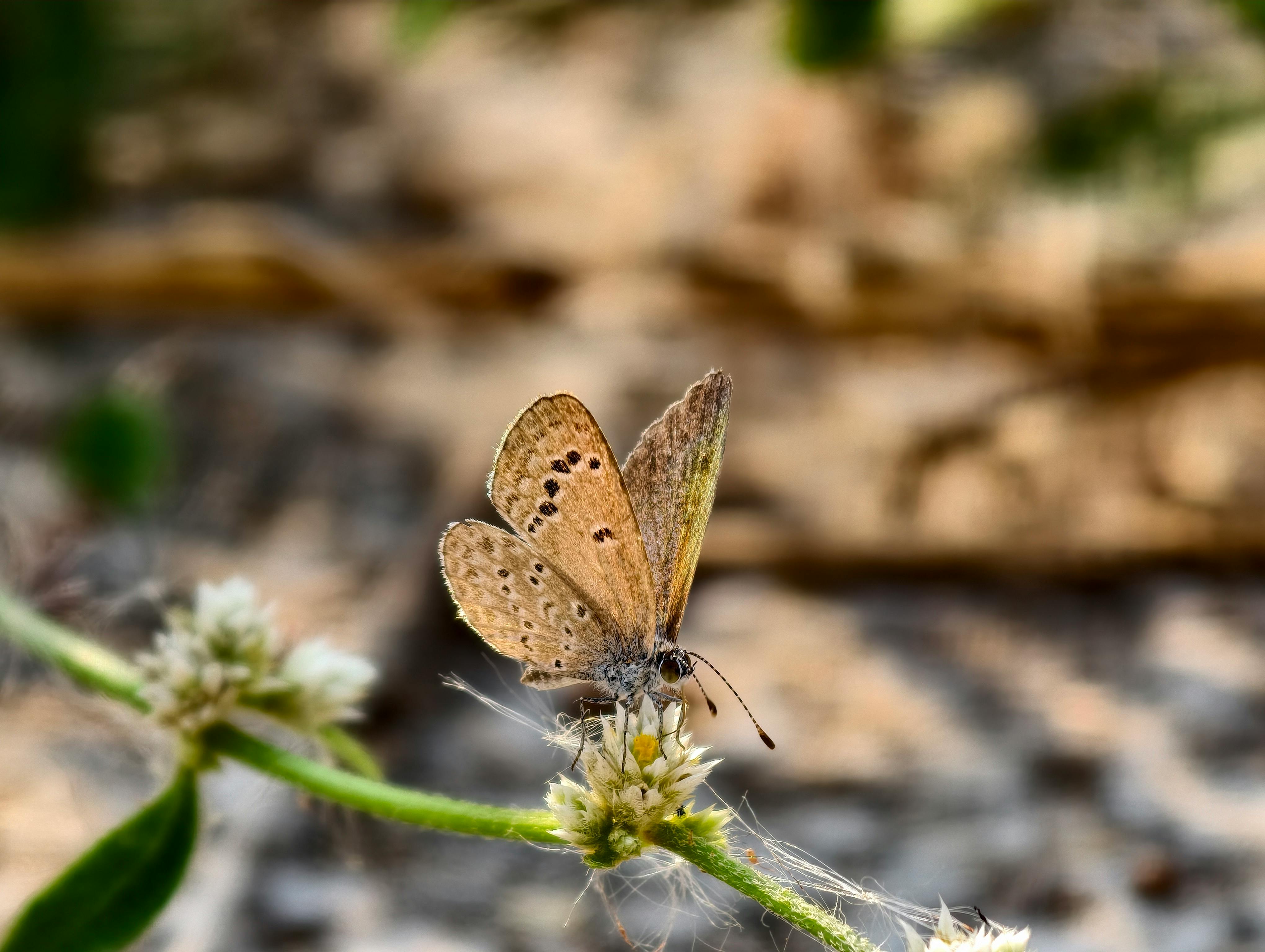 Butterfly No Background Photos, Download The BEST Free Butterfly No ...