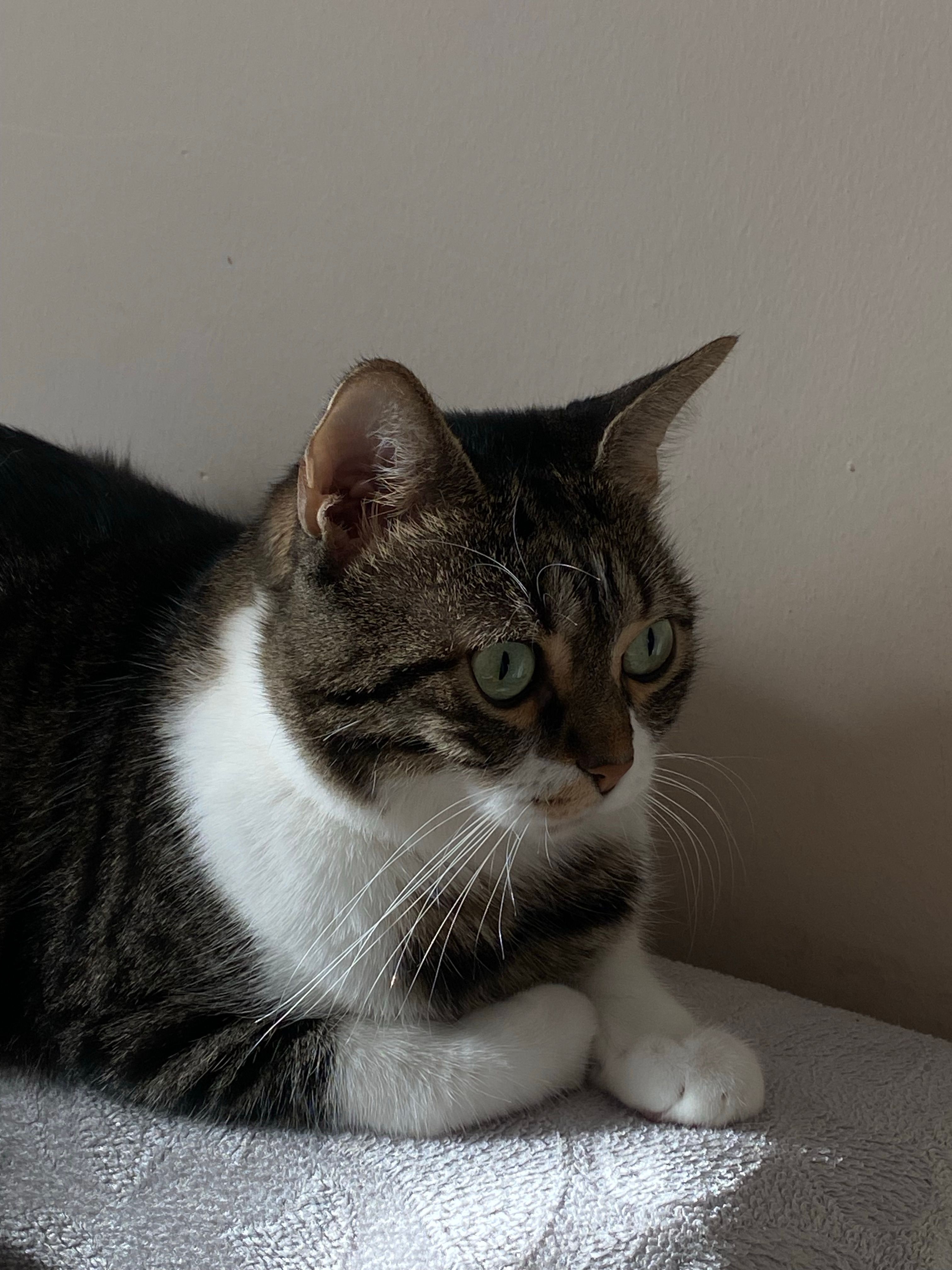 Cat Pfp Photos, Download The BEST Free Cat Pfp Stock Photos & HD Images