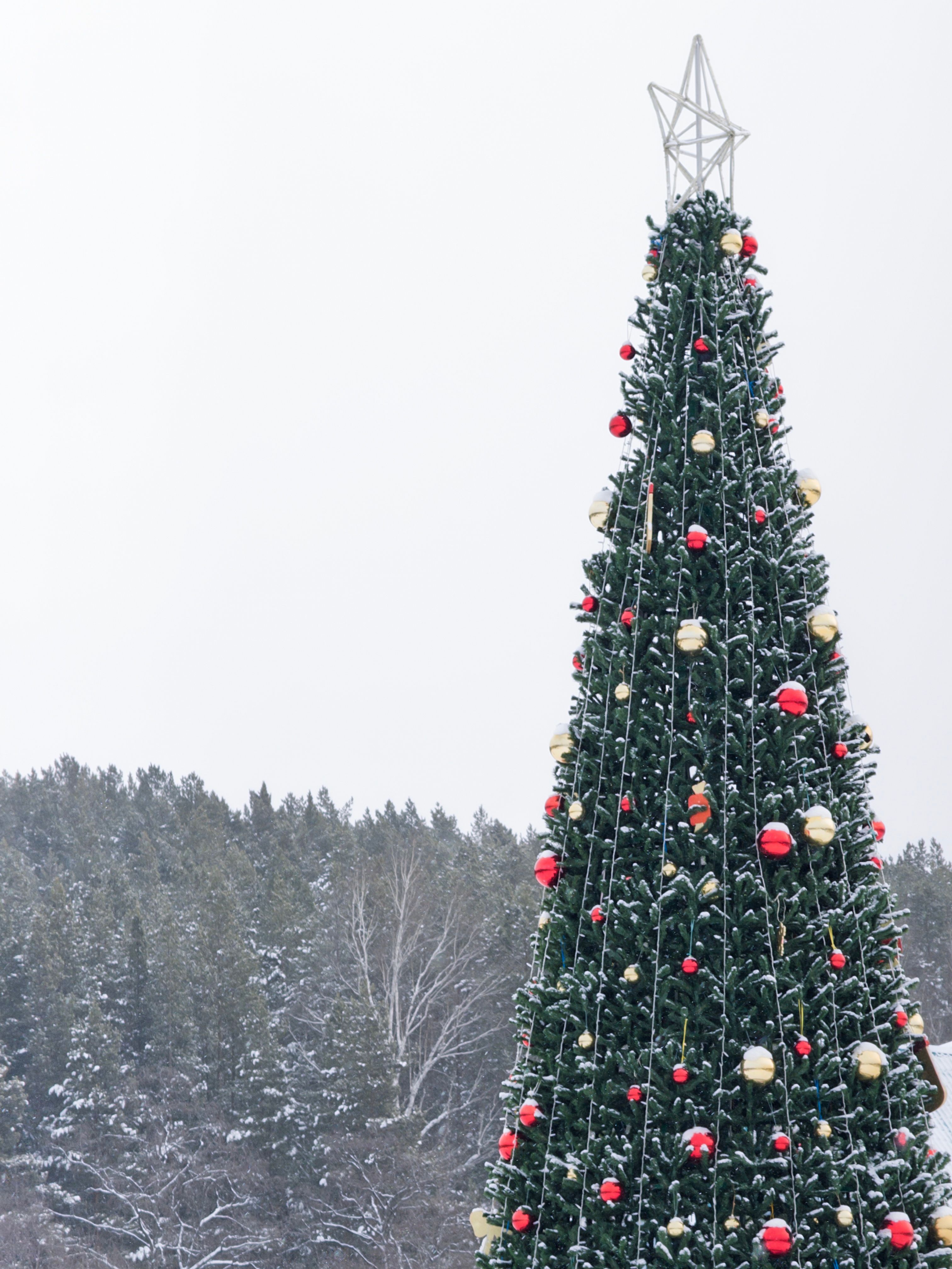 Tall Christmas Tree in Snowy Forest Setting · Free Stock Photo