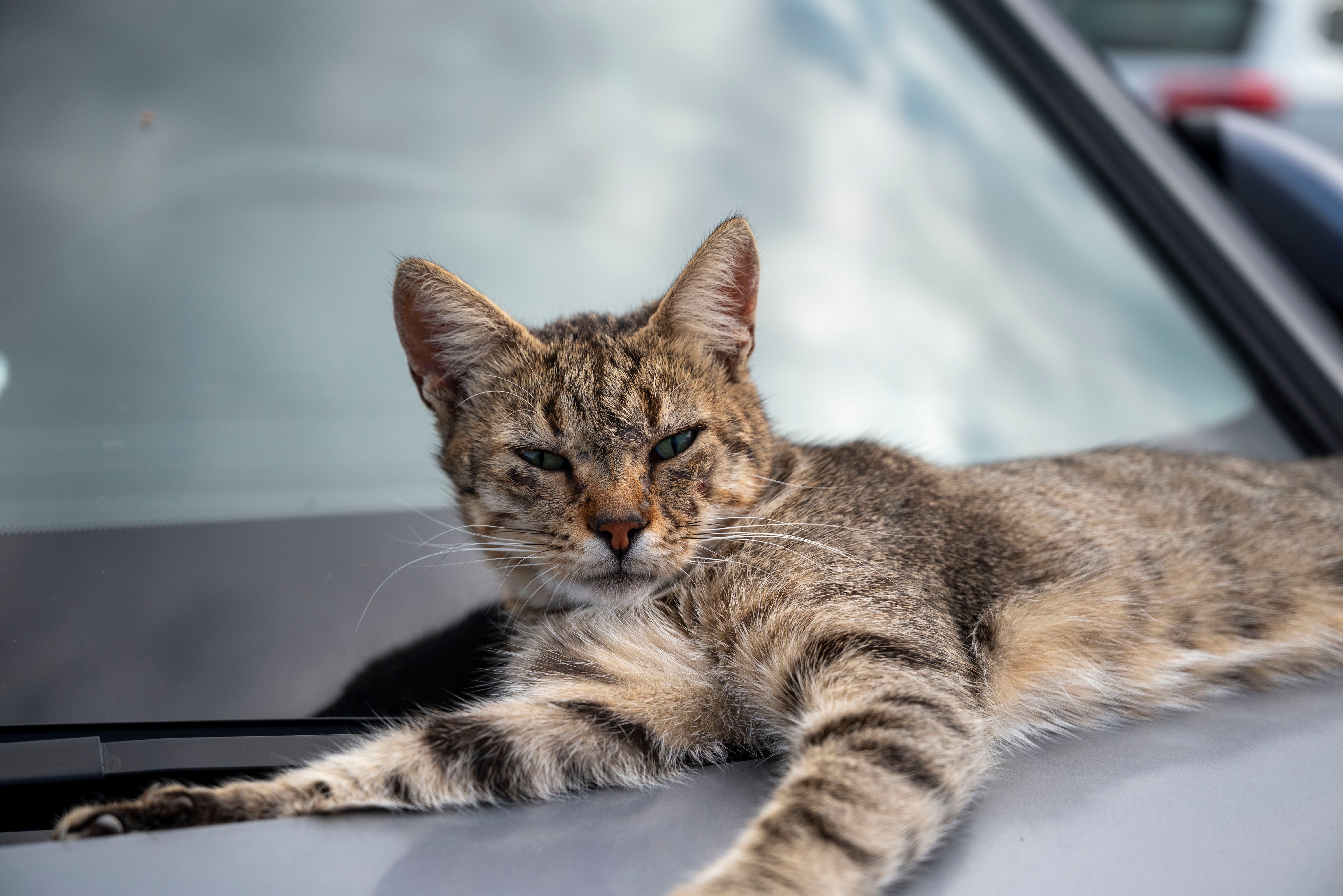 Car And Cat Photos, Download The BEST Free Car And Cat Stock Photos ...