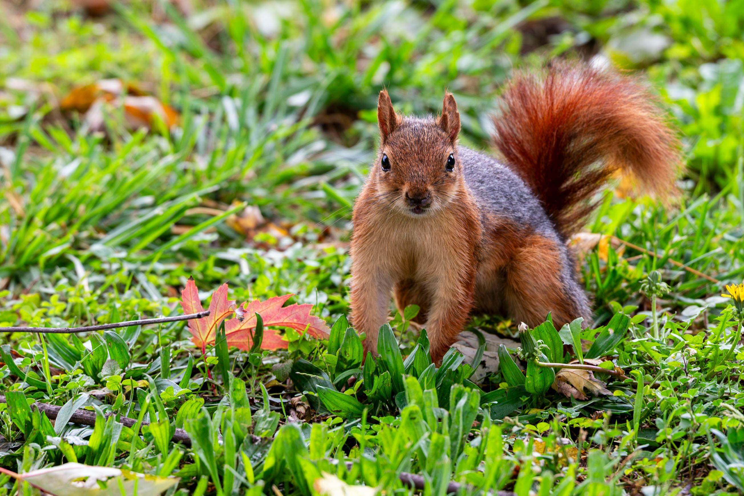 Red Squirrel Photos, Download The BEST Free Red Squirrel Stock Photos ...