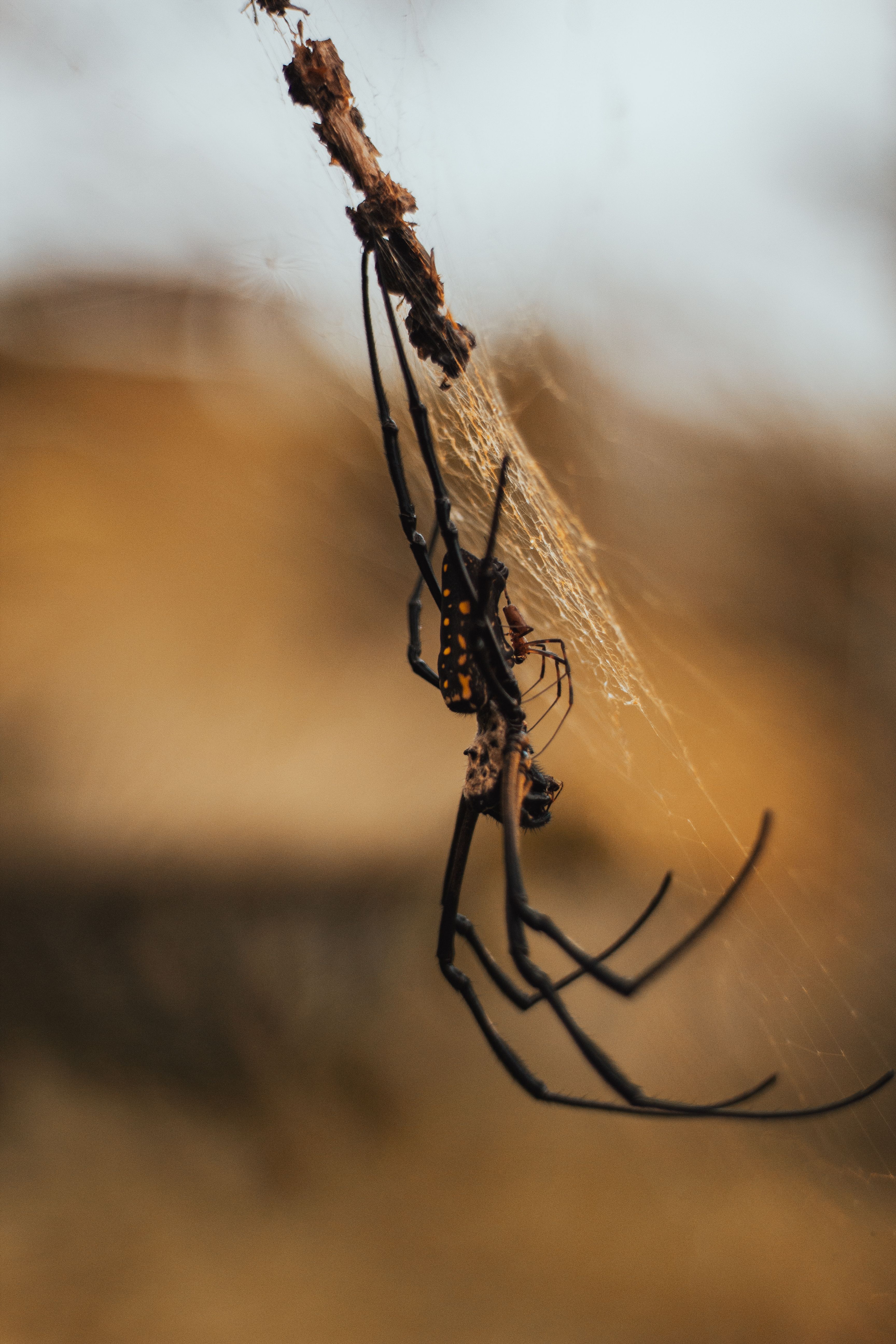 Large Web Pics Photos, Download The BEST Free Large Web Pics Stock ...