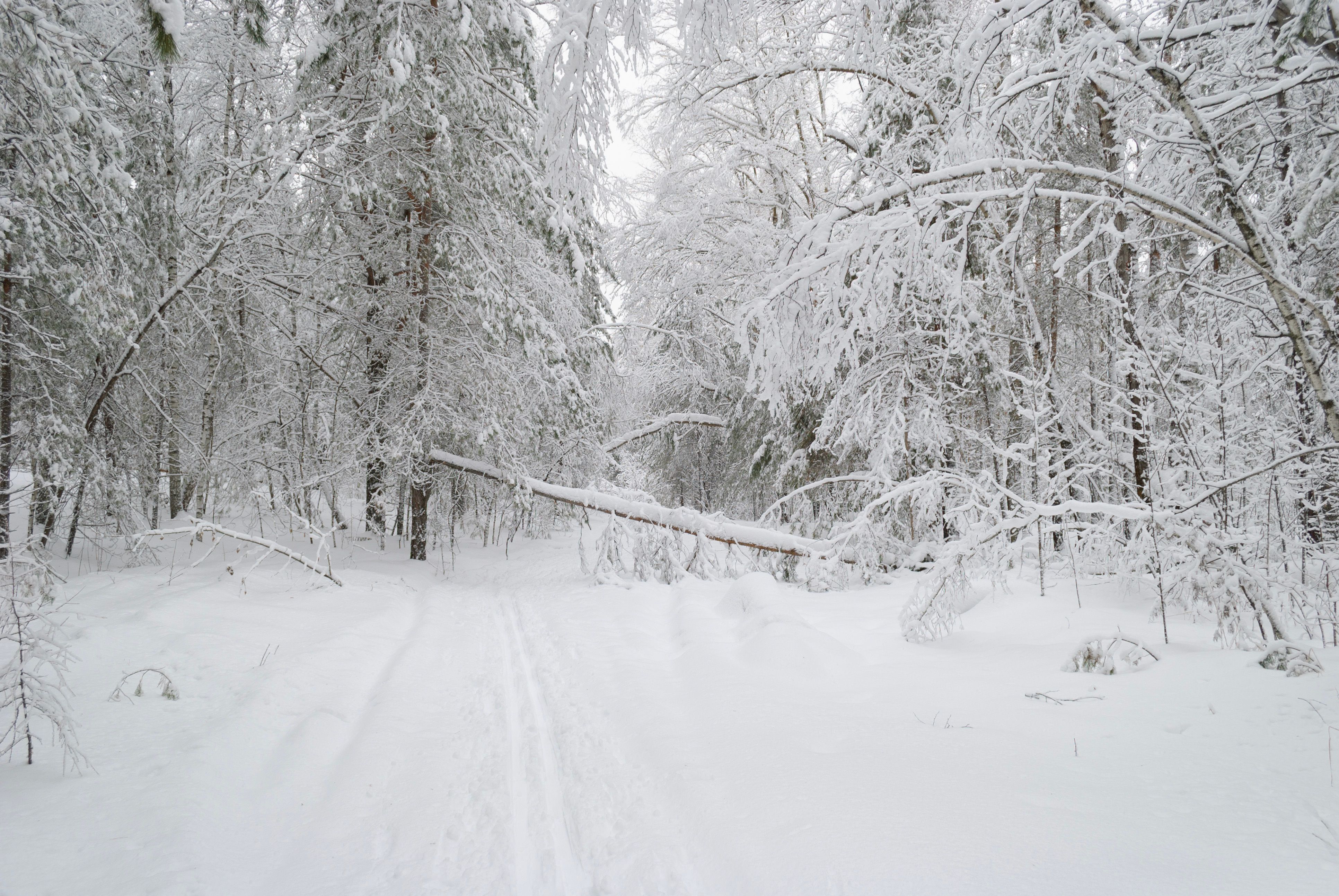 Snow-covered forest path with fallen tree · Free Stock Photo