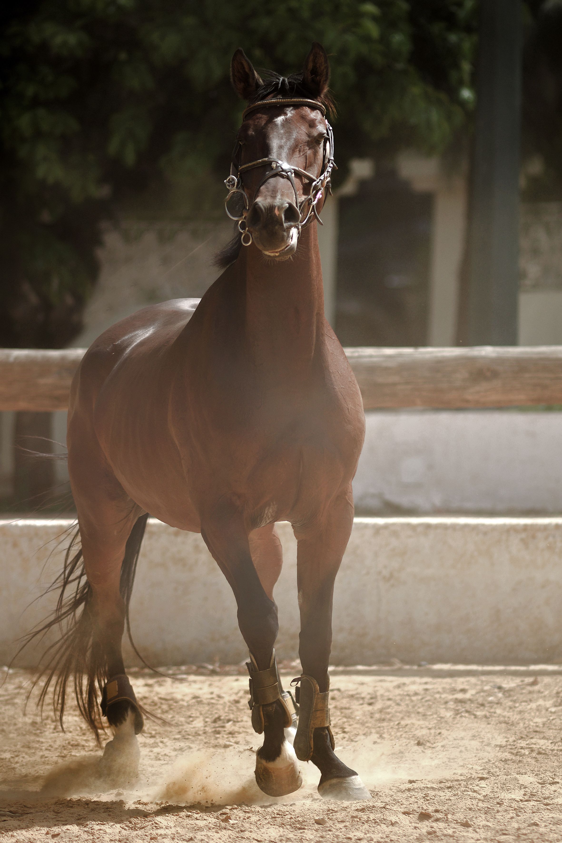 Horse Bleeding Photos, Download The BEST Free Horse Bleeding Stock ...