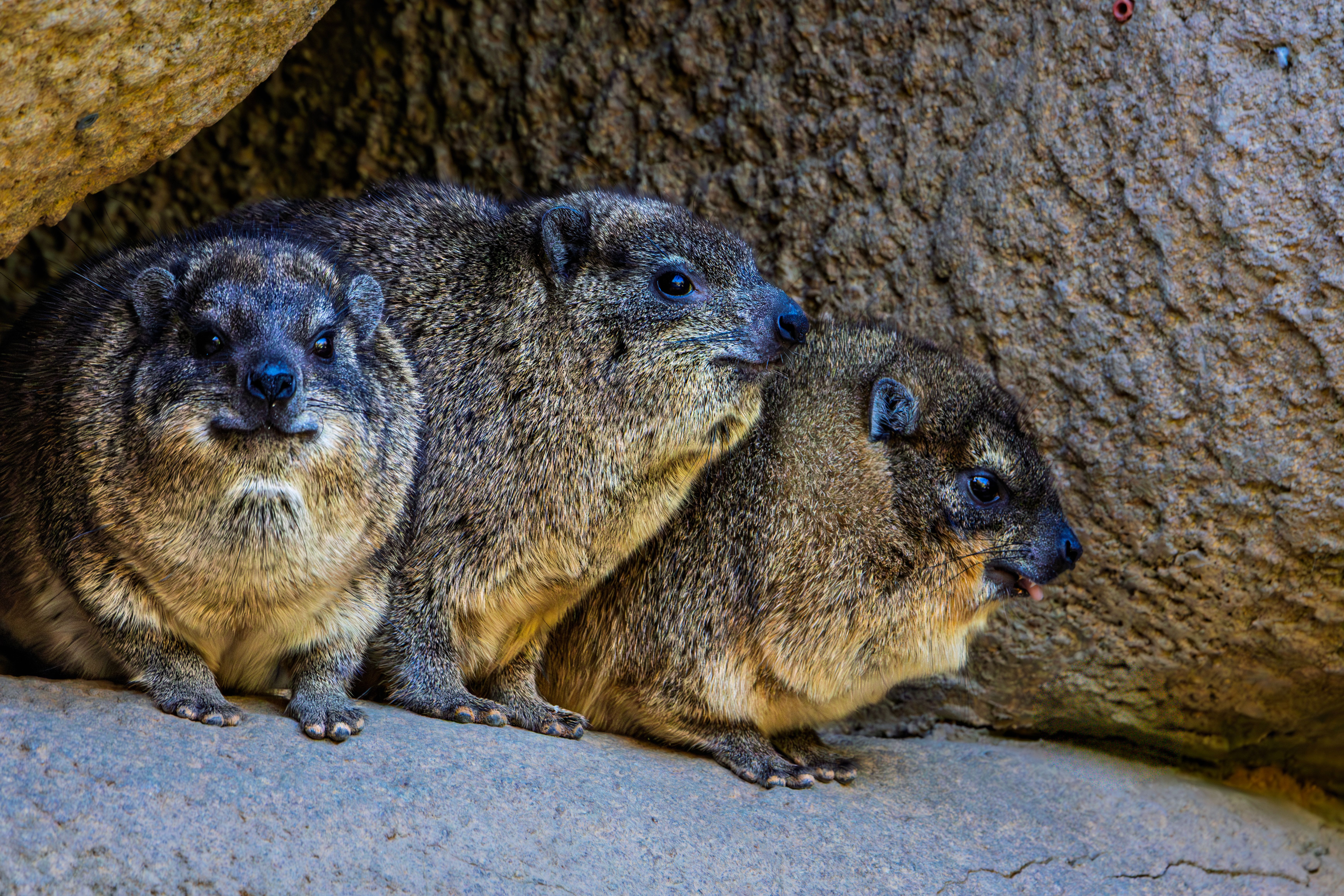 Trio of Rock Hyraxes in Natural Habitat · Free Stock Photo