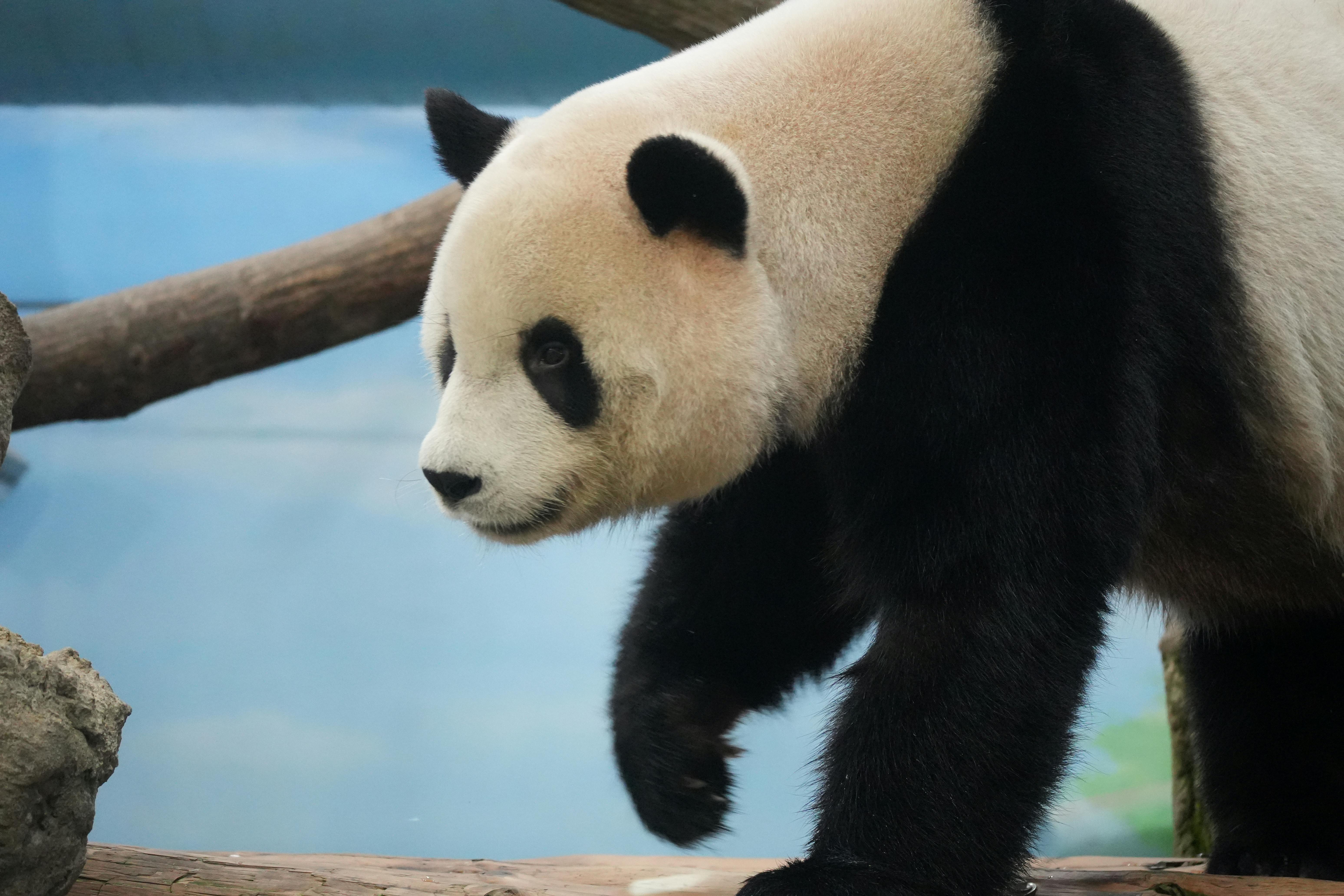 Cute Giant Panda Eating Bamboo in Sanctuary · Free Stock Photo