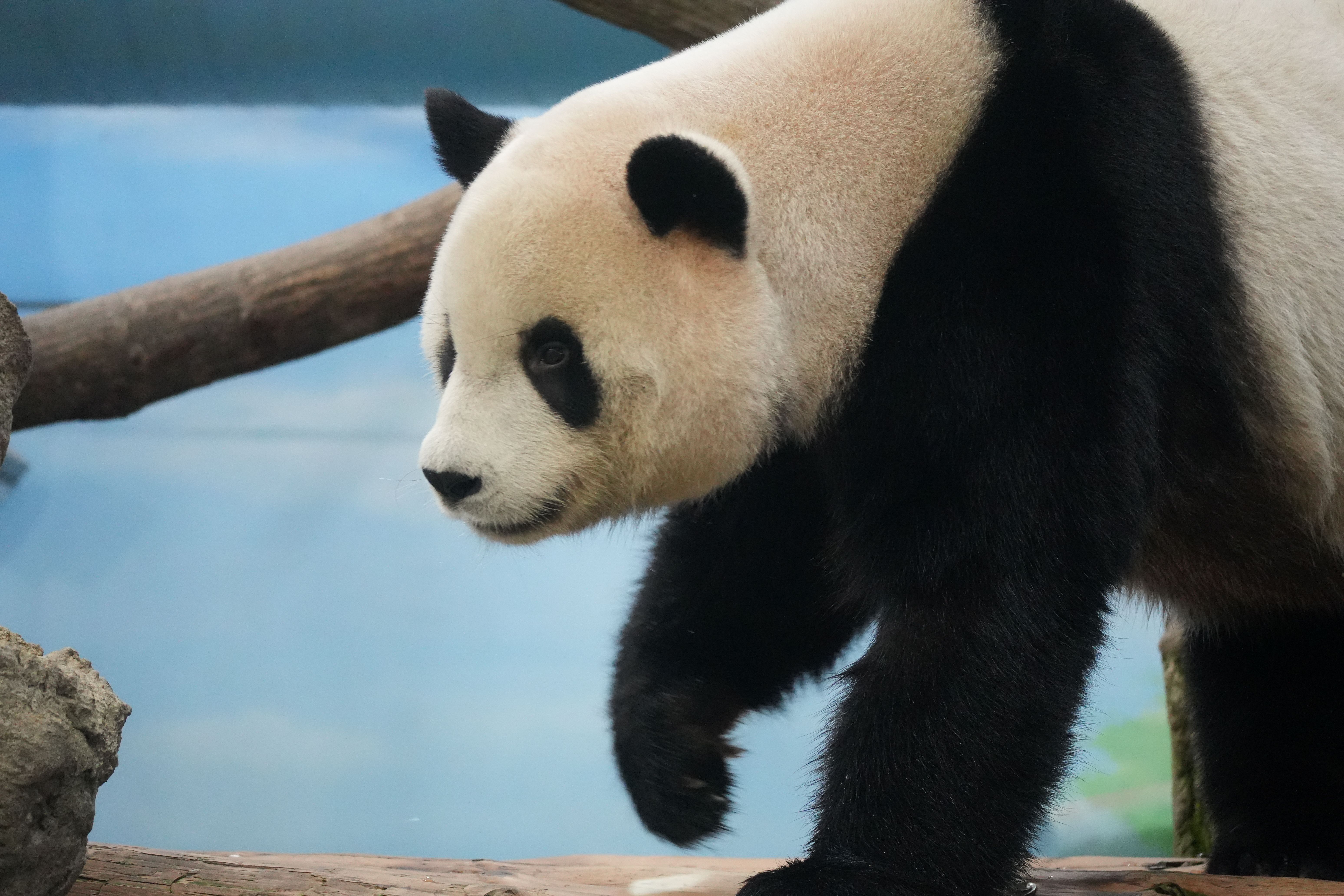 Close-up of Giant Panda in Indoor Habitat · Free Stock Photo