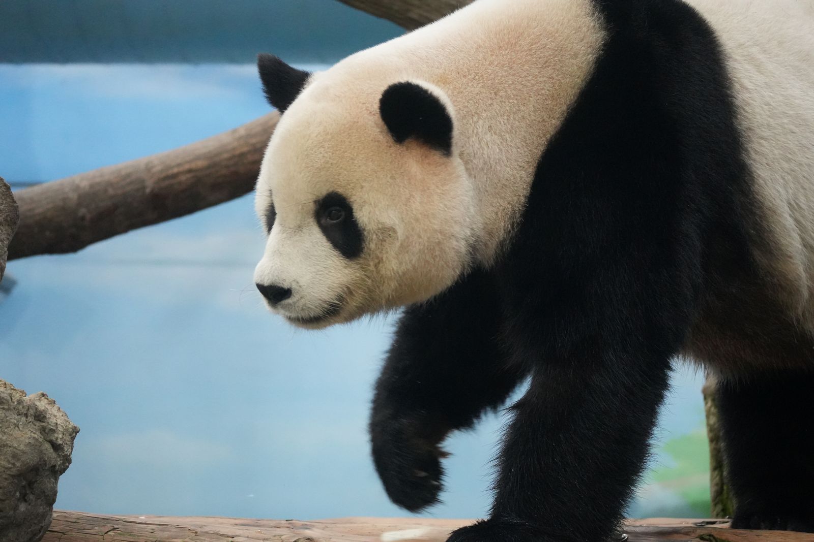 Giant Panda Photos, Download The BEST Free Giant Panda Stock Photos ...