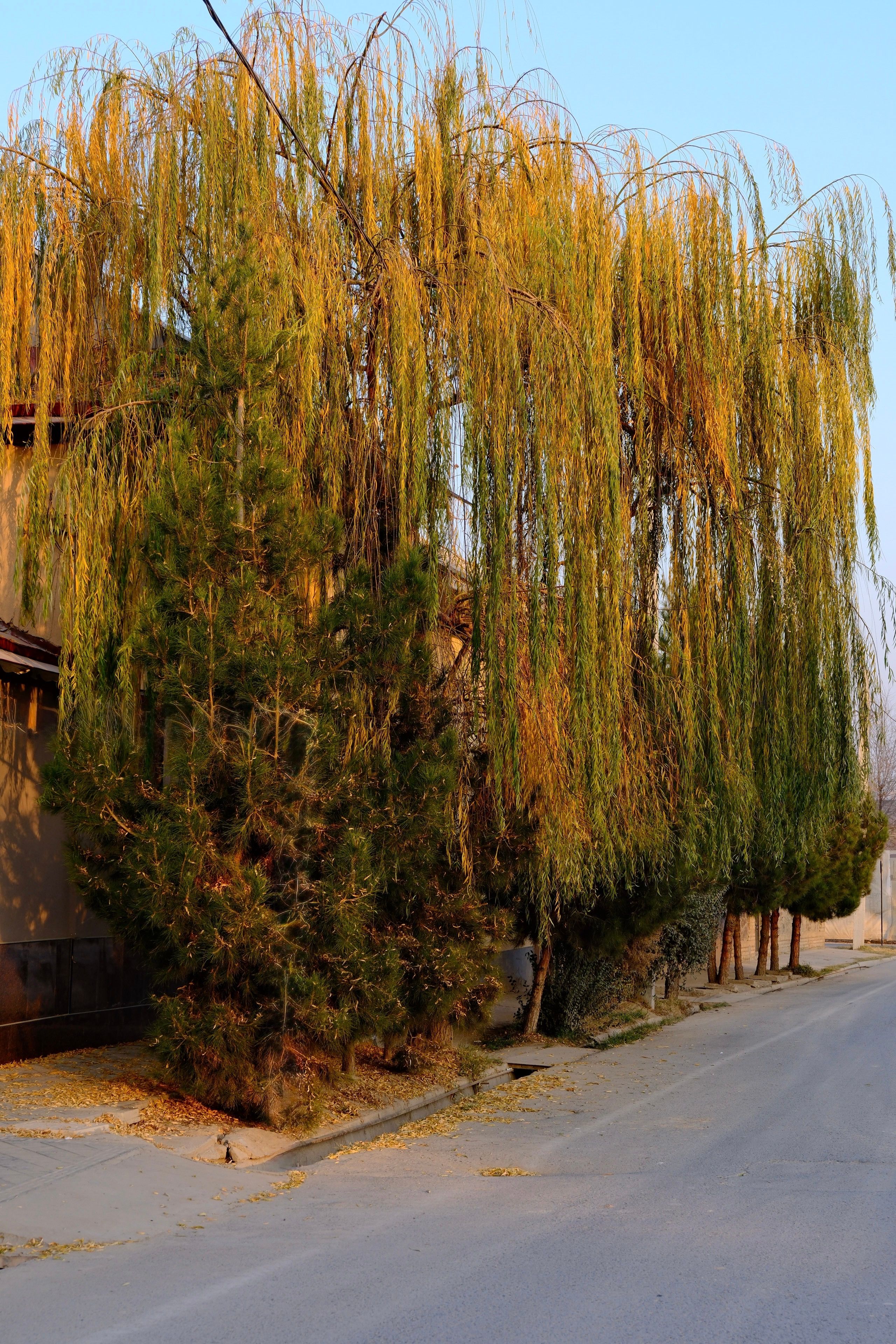 Willow Tree Photos, Download The BEST Free Willow Tree Stock Photos ...