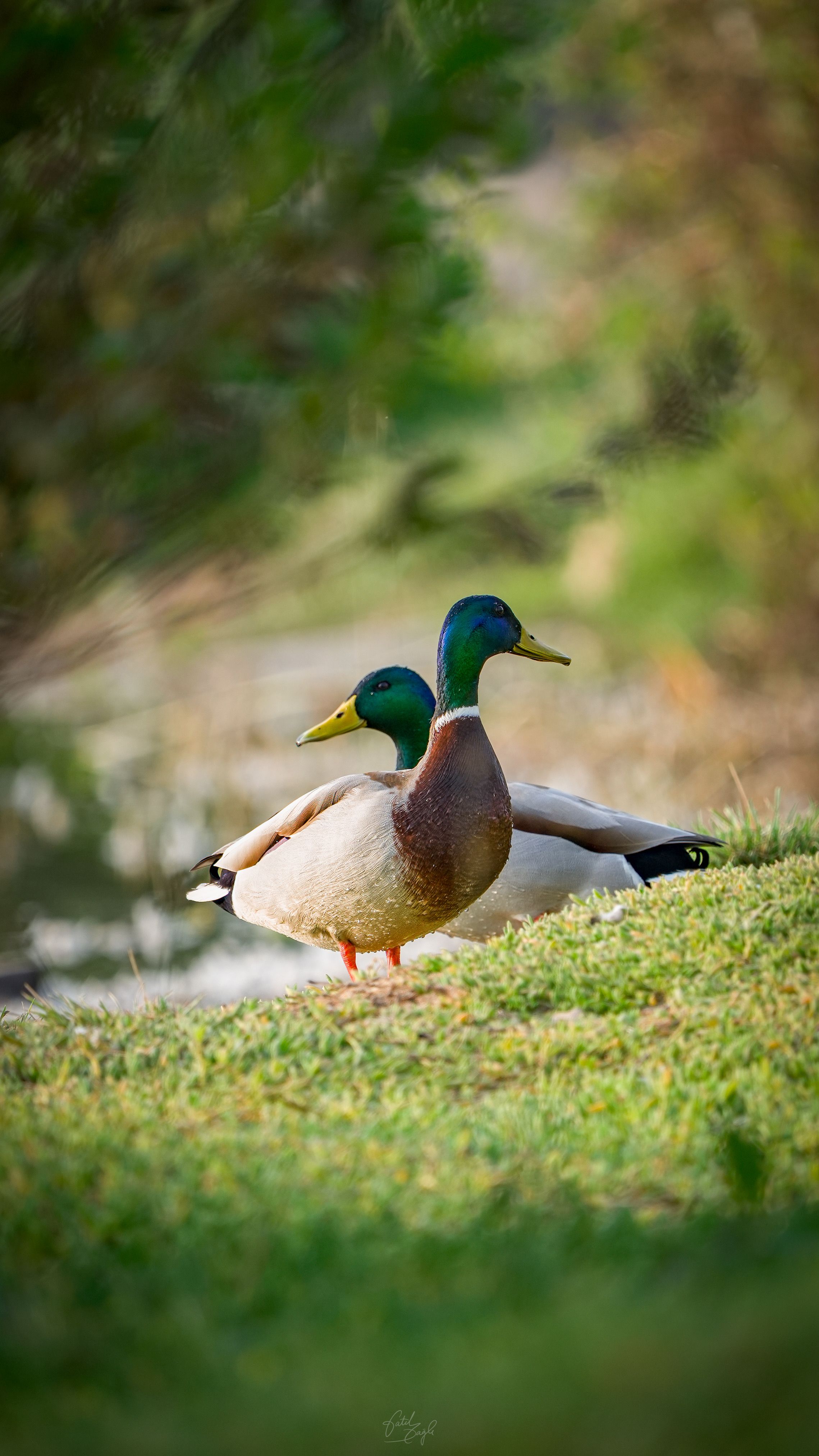 Two Mallards Standing on Grassy Lakeside Bank · Free Stock Photo