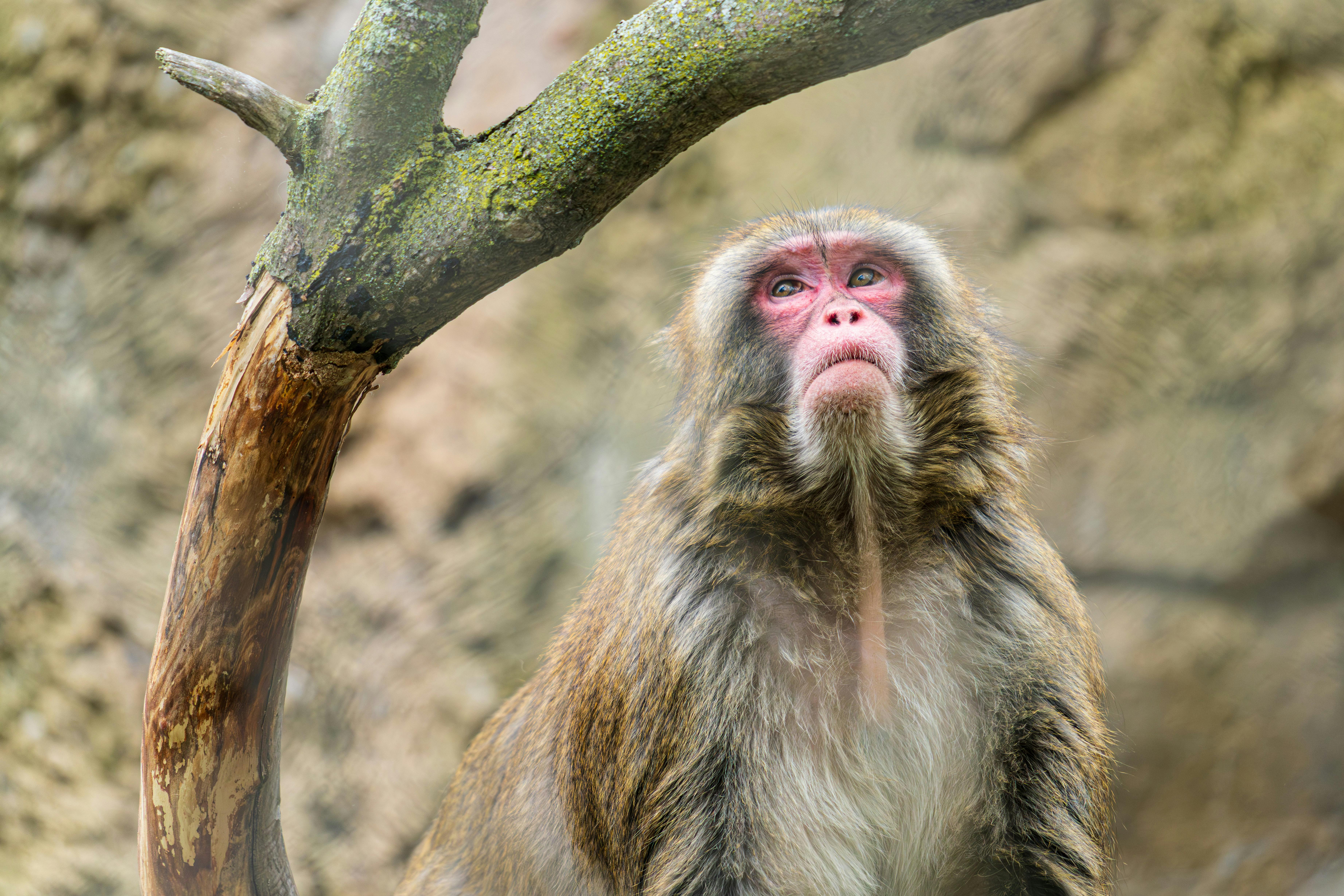 Snow+Bunny+Girls Photos, Download The BEST Free Snow+Bunny+Girls Stock ...