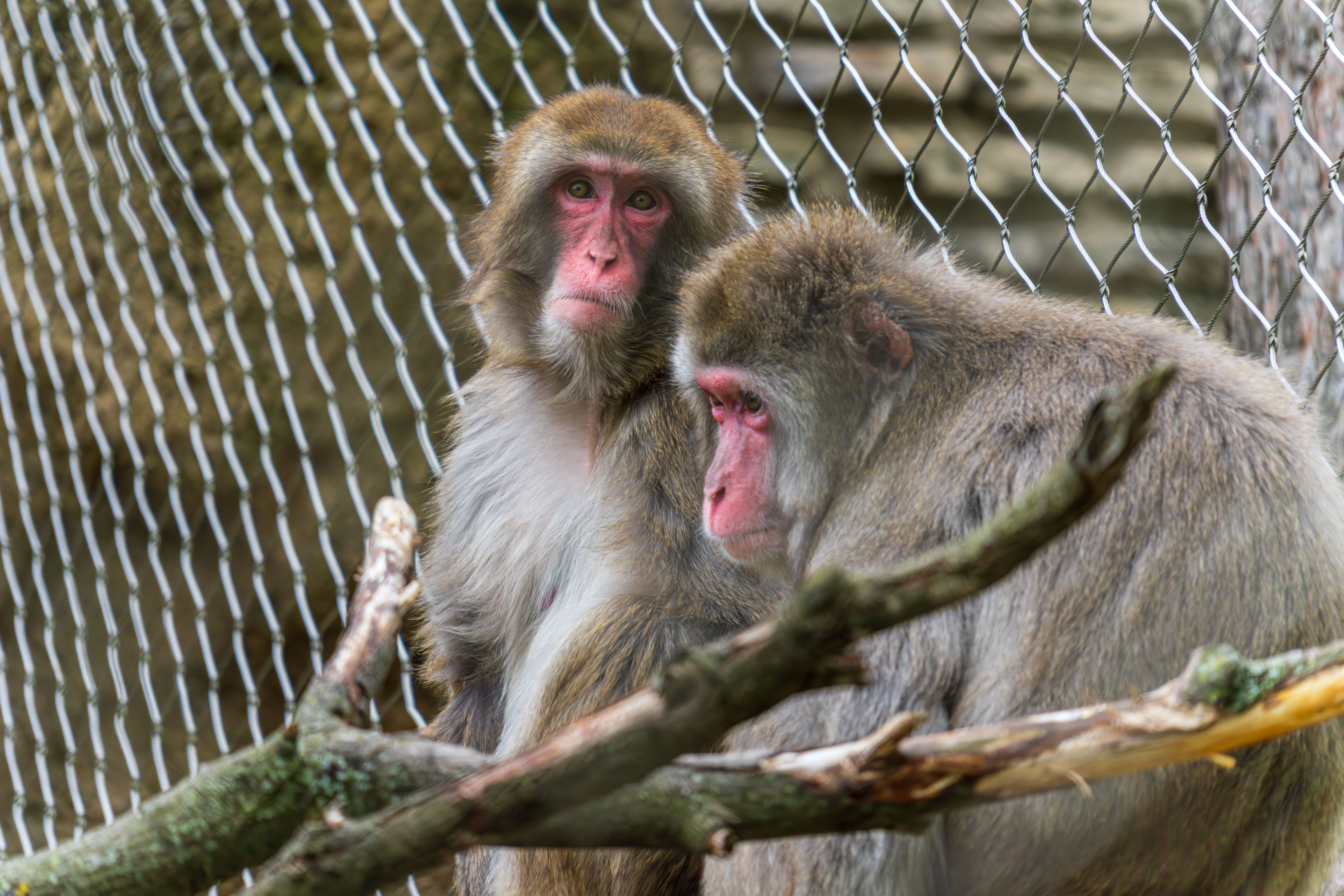 Monkey Sad Photos, Download The BEST Free Monkey Sad Stock Photos & HD ...