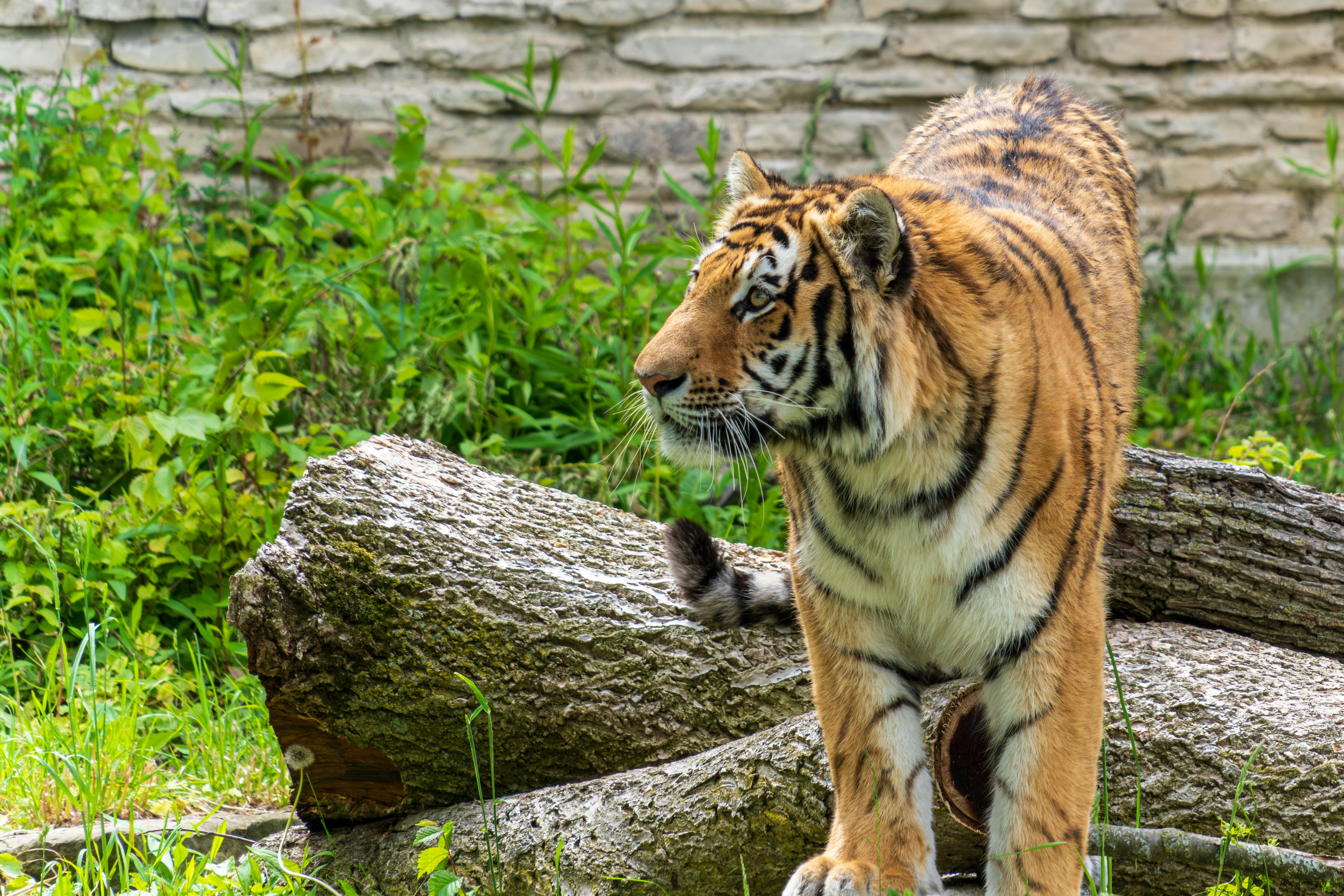 Tiger Images Photos, Download The BEST Free Tiger Images Stock Photos ...