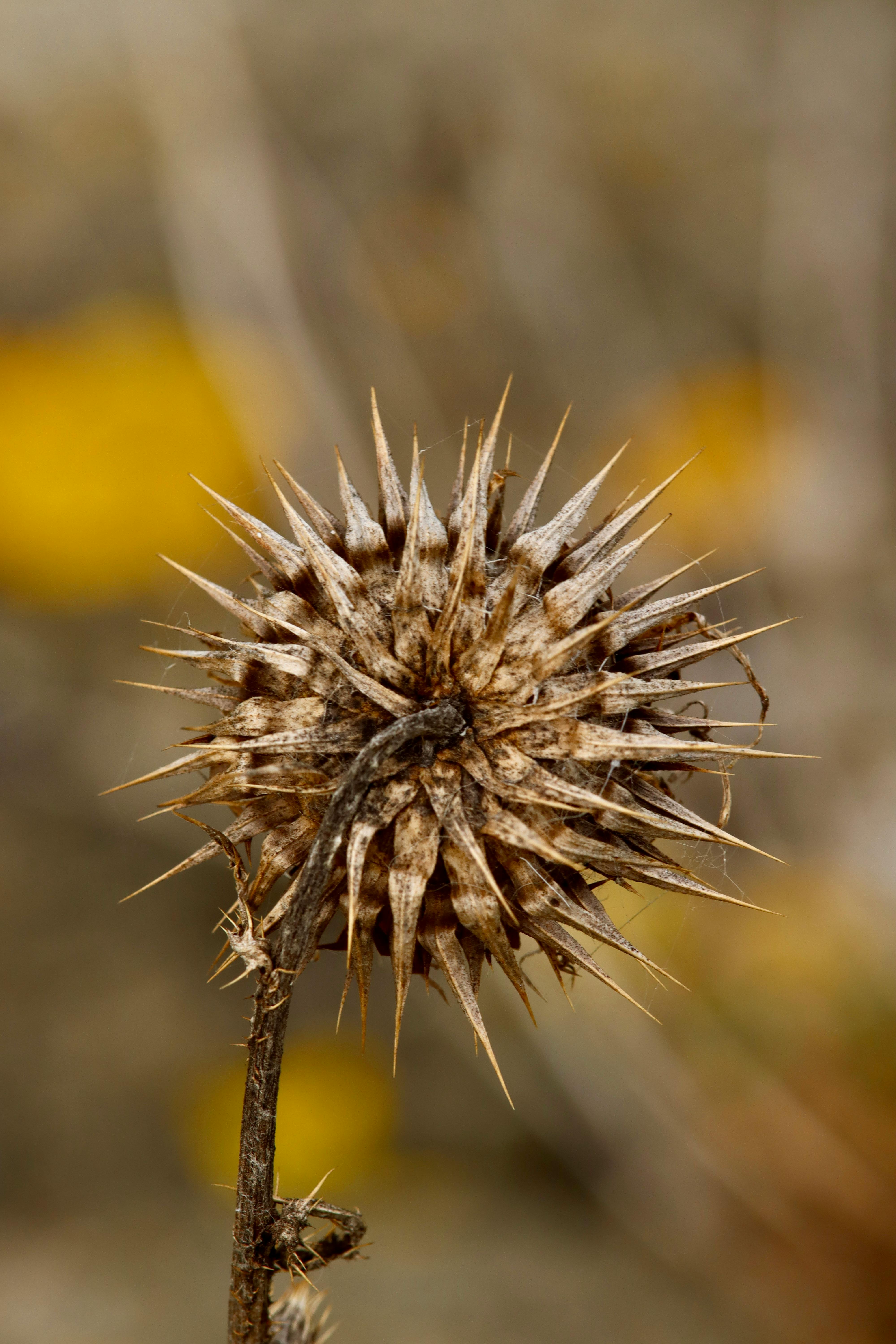 Pinterest Background Photos, Download The BEST Free Pinterest ...