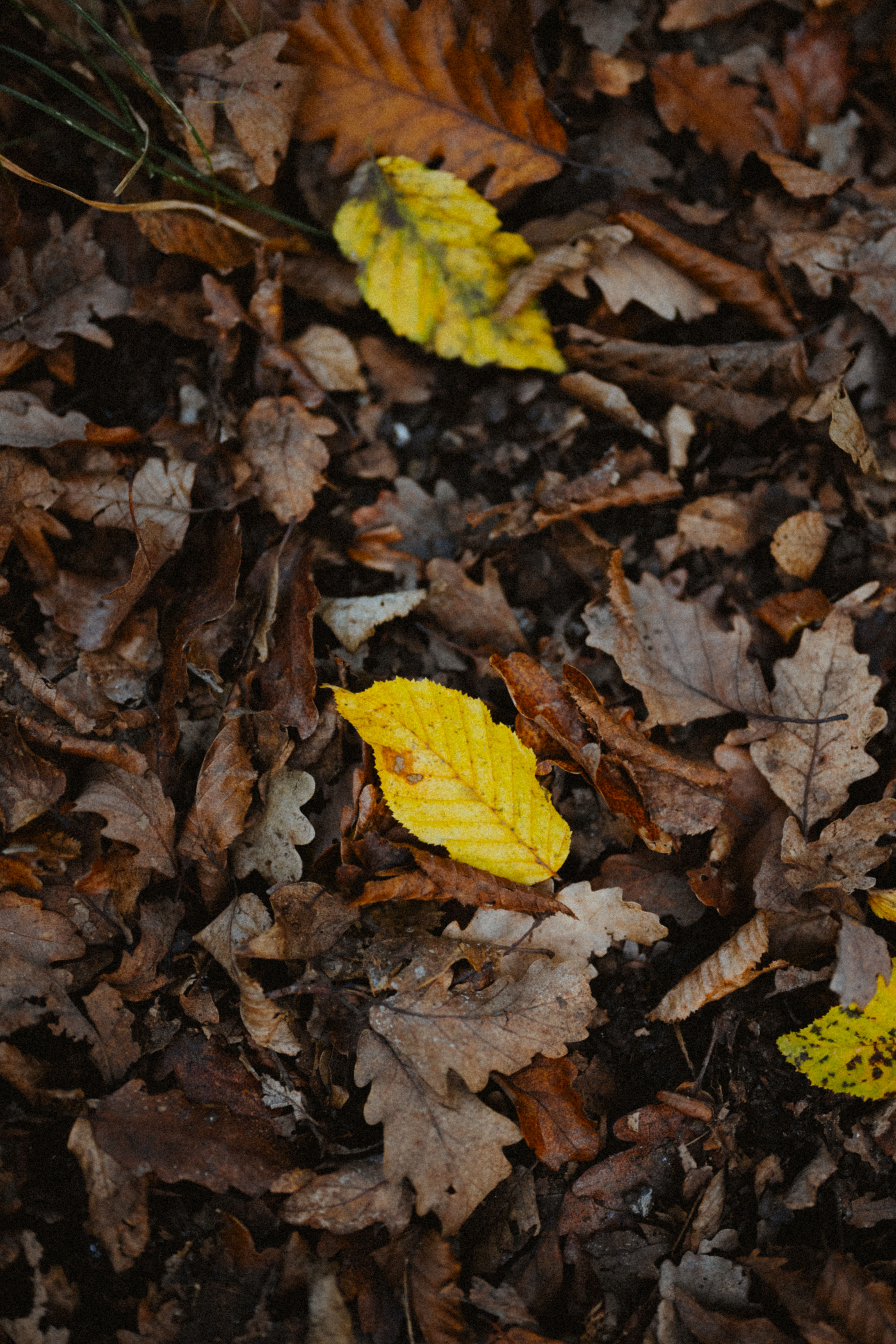 Akapulko Leaf Photos, Download The BEST Free Akapulko Leaf Stock Photos ...