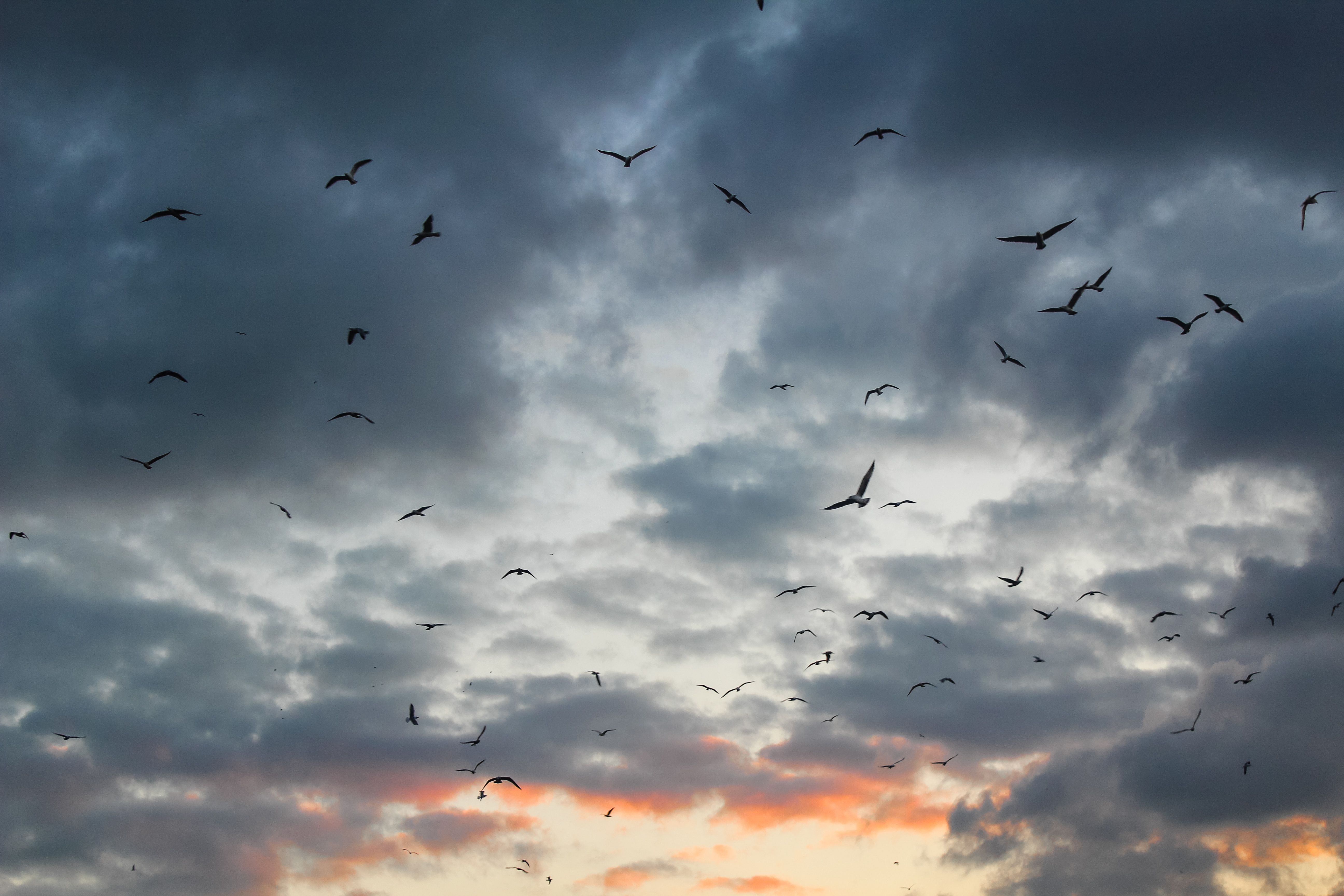 Dramatic Sky with Birds Flying at Sunset · Free Stock Photo