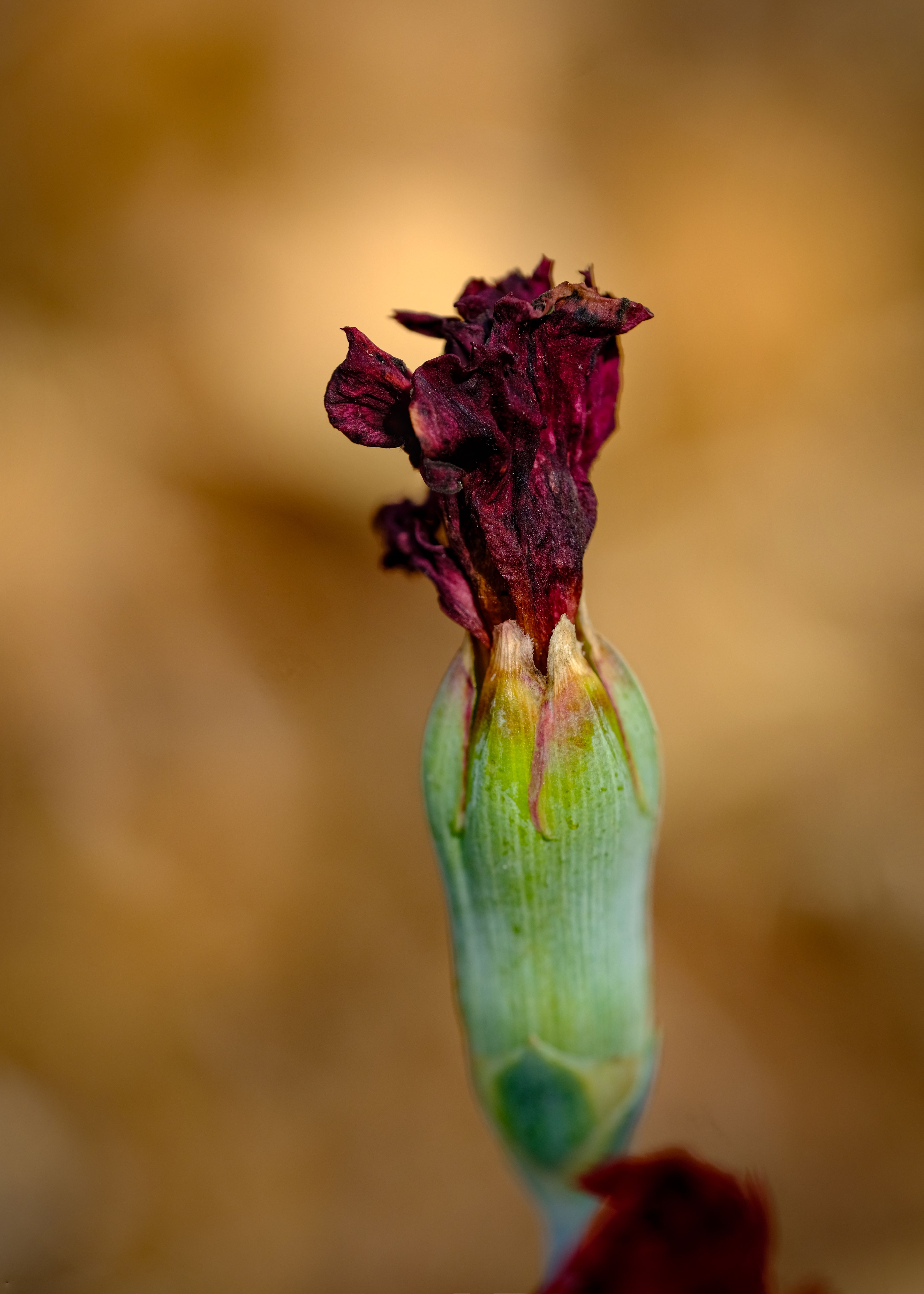 Close-Up of a Wilted Flower Bud in Mauldin · Free Stock Photo
