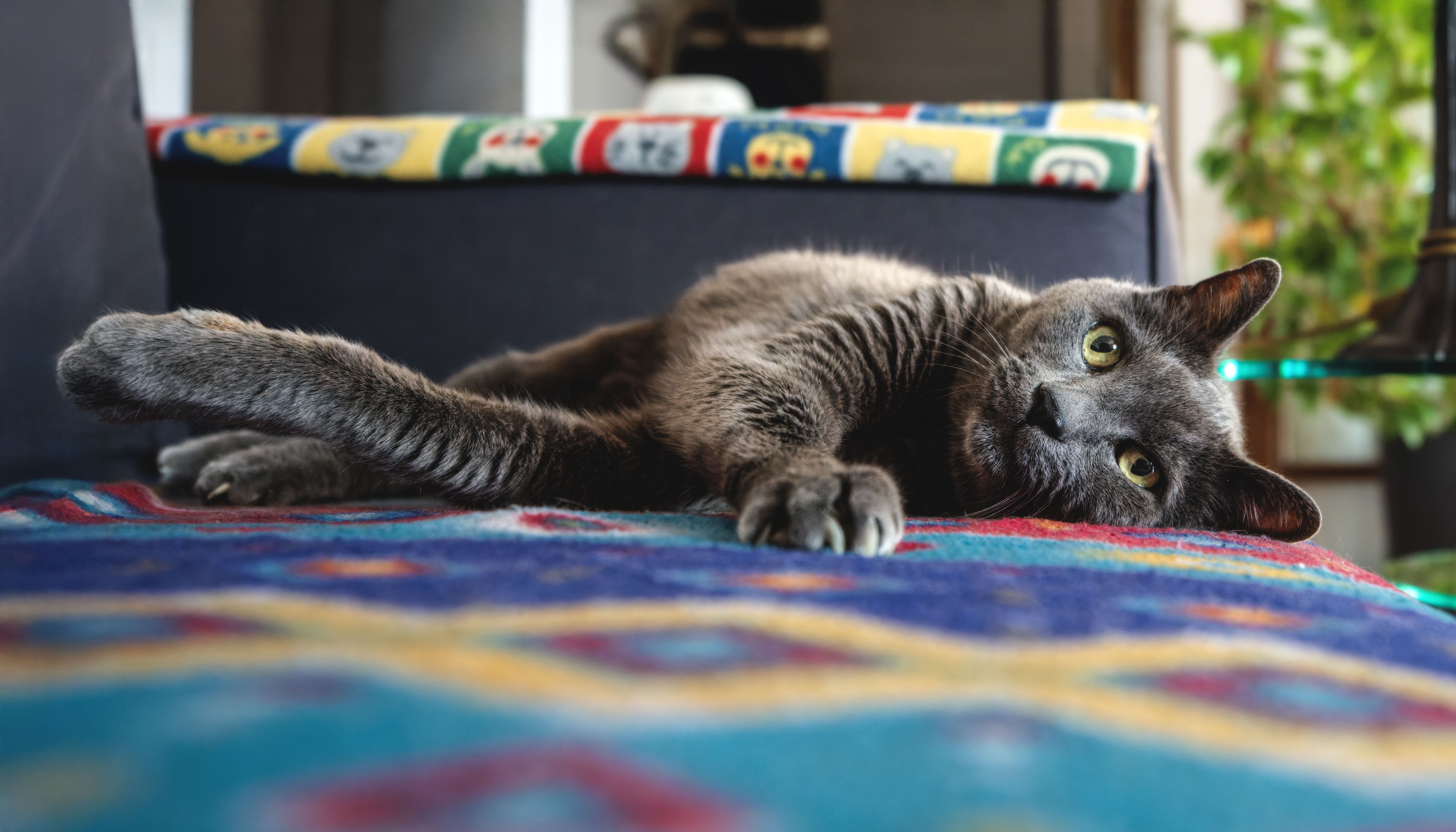 8,000+ Best Cat Photos · 100% Free Download · Pexels Stock Photos