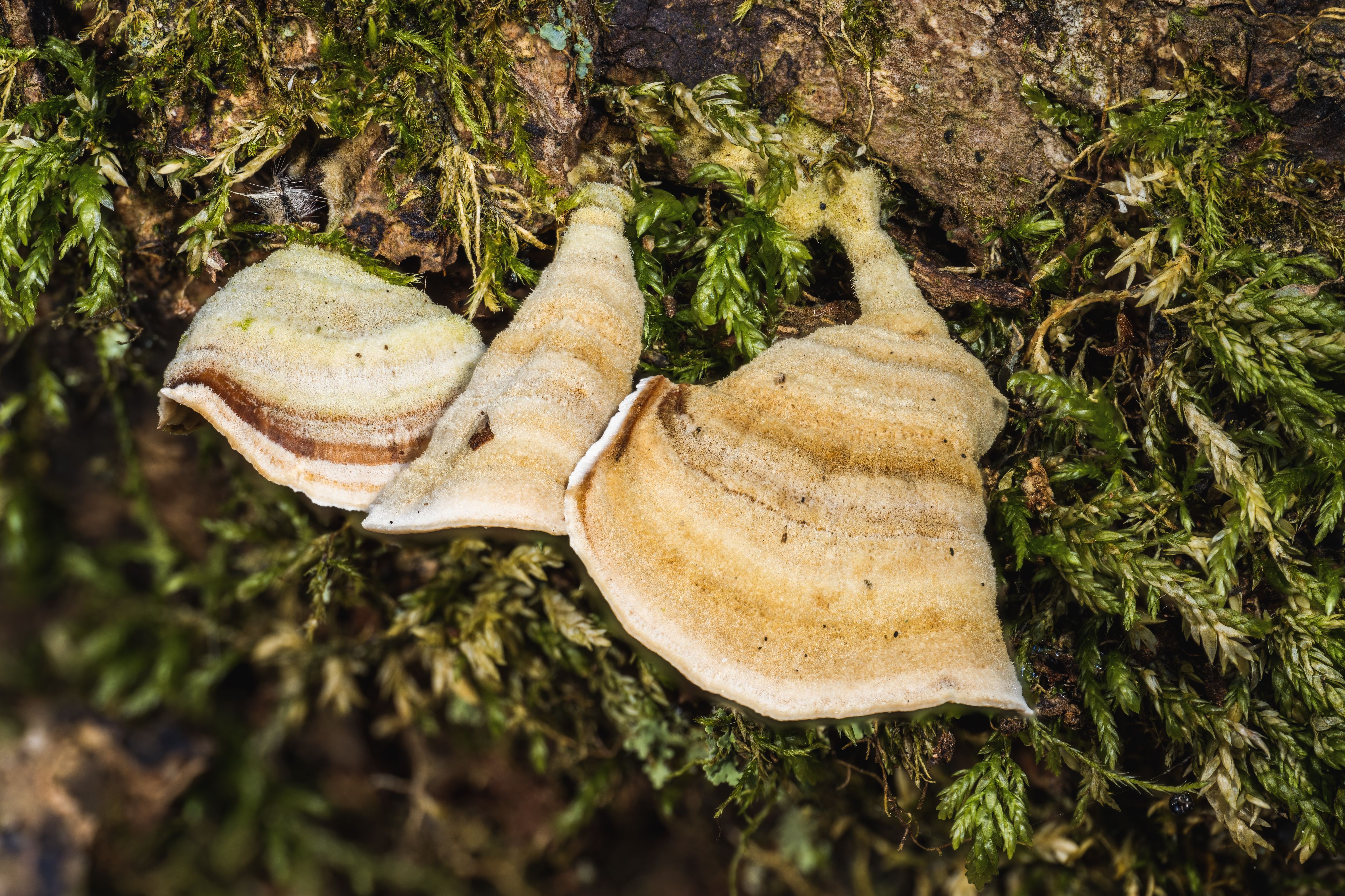 Types Of Fungi Photos, Download The BEST Free Types Of Fungi Stock ...