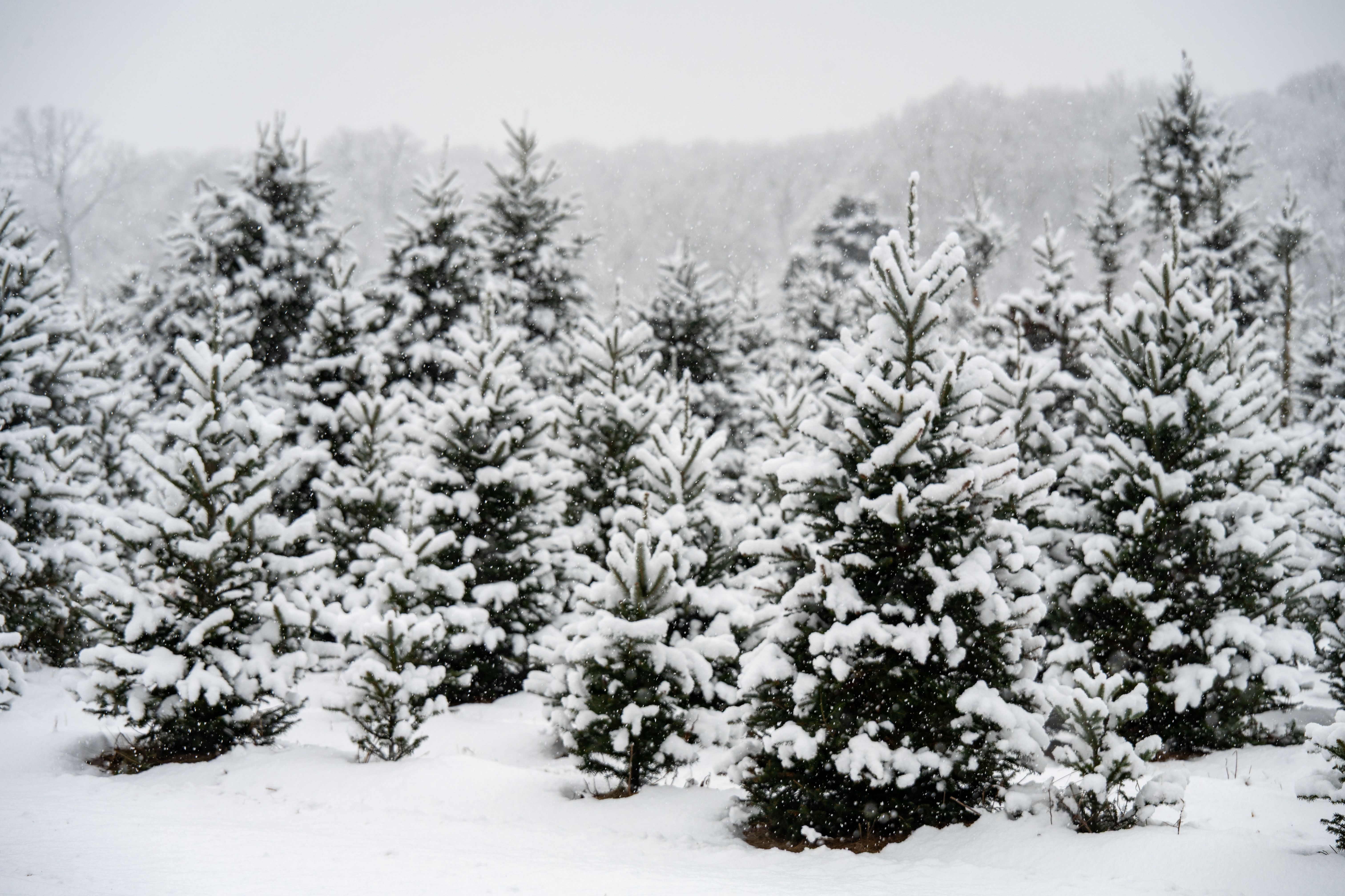 Snow-Covered Christmas Tree Farm in Winter · Free Stock Photo